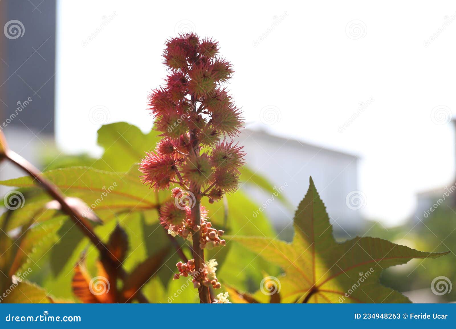 Indian Oil Plant Tree in the Garden Stock Image - Image of autumn ...