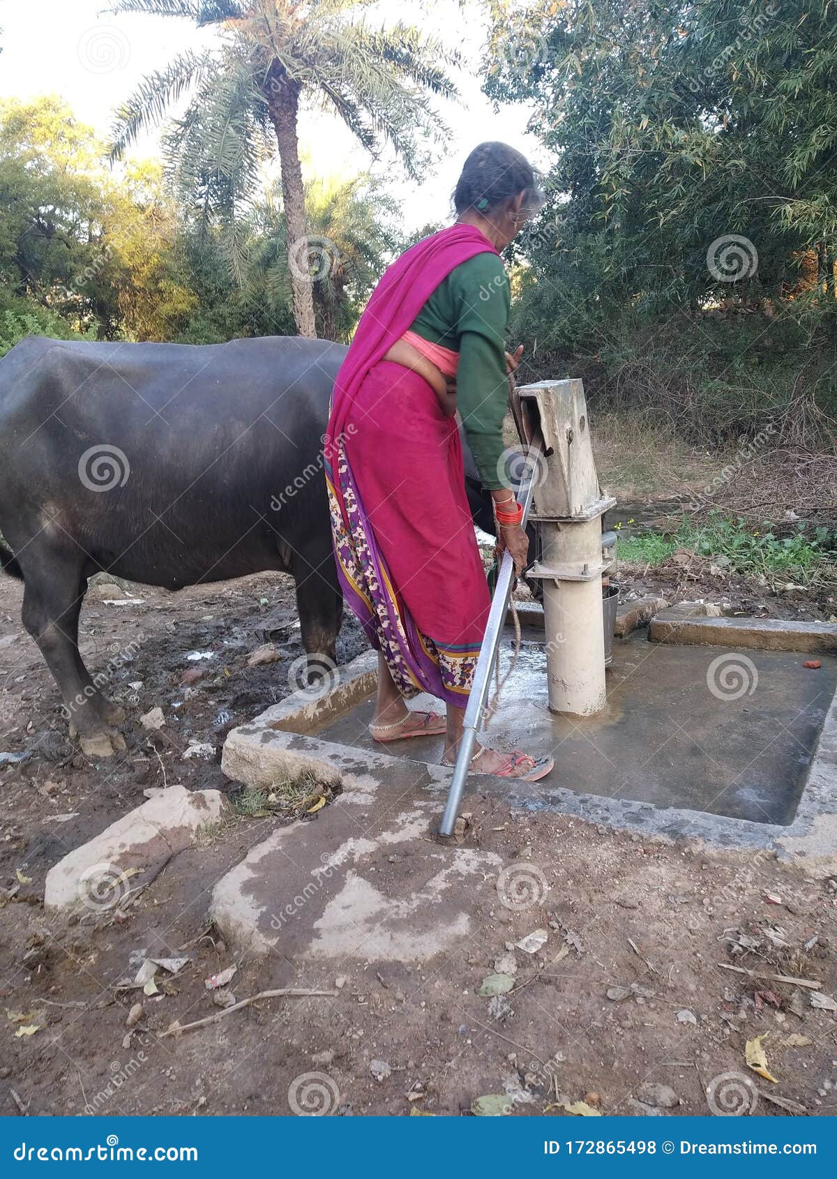 Indian Old Lady Feeding Buffalo. Editorial Stock Photo - Image of lady ...