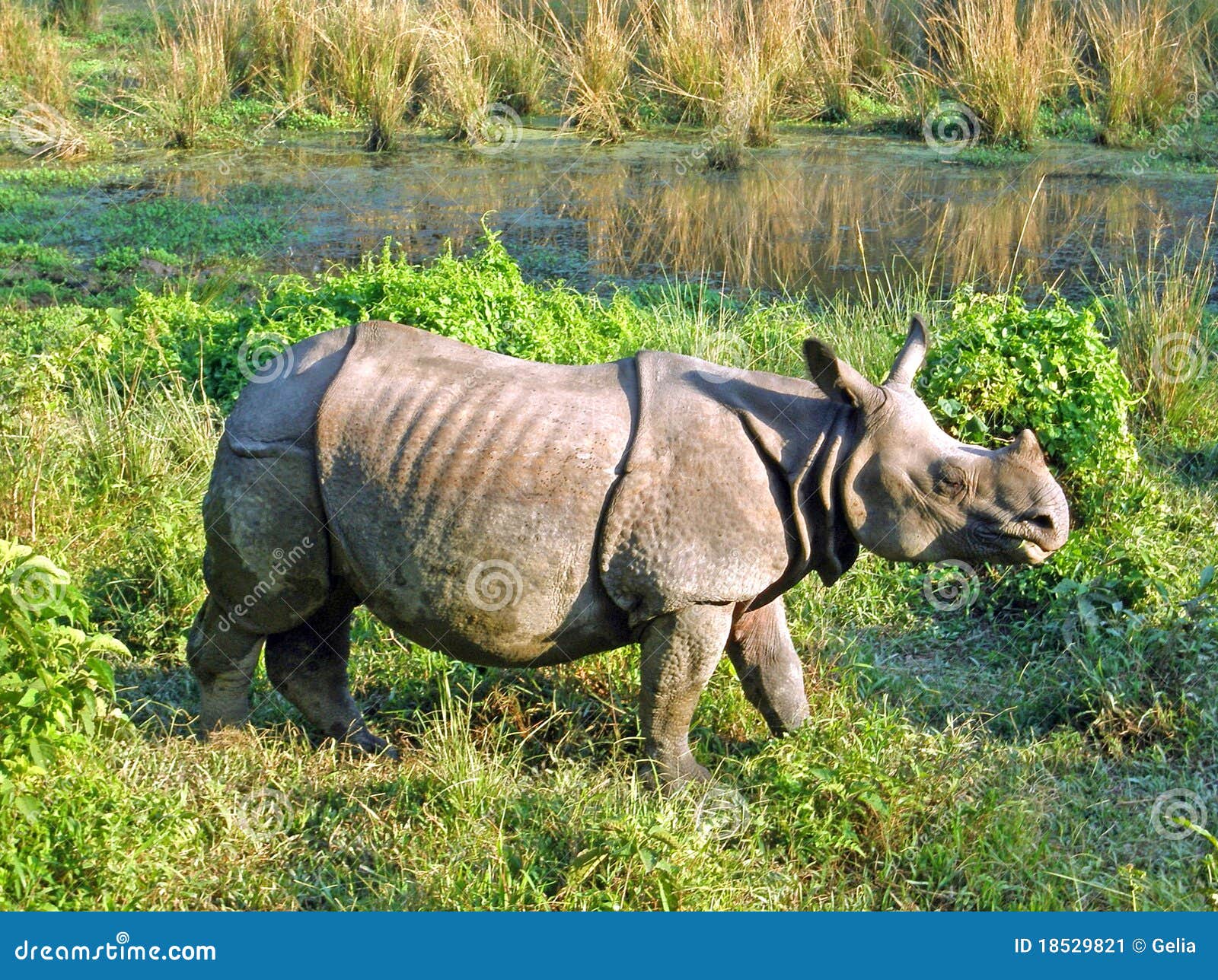 Indian One Horned Rhinoceros Stock Image - Image of grass, large: 18529821