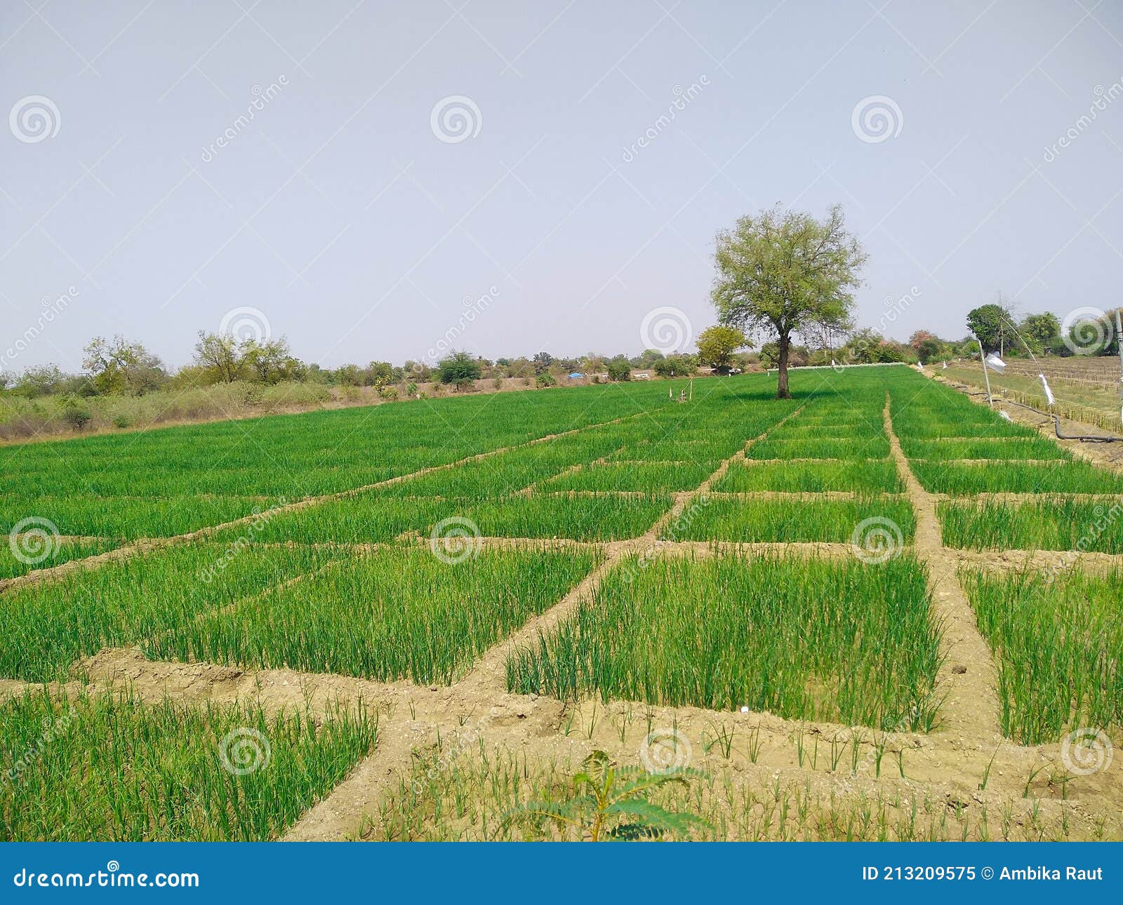 Indian onion crops stock image. Image of agriculture - 213209575