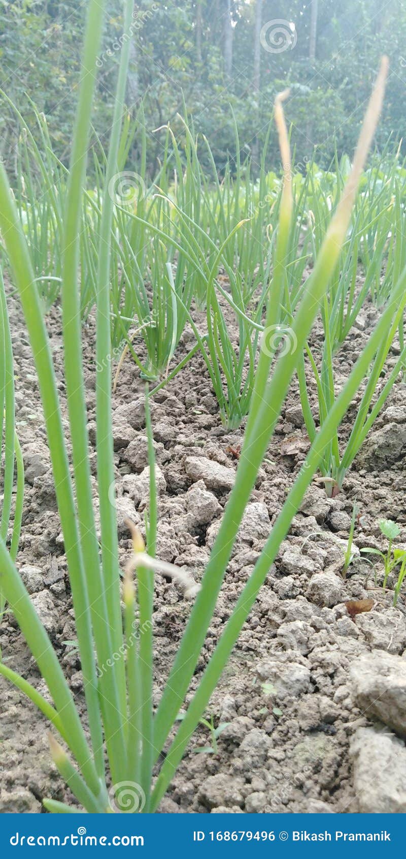 Onion Tree Stock Photos - Download 7,216 Royalty Free Photos