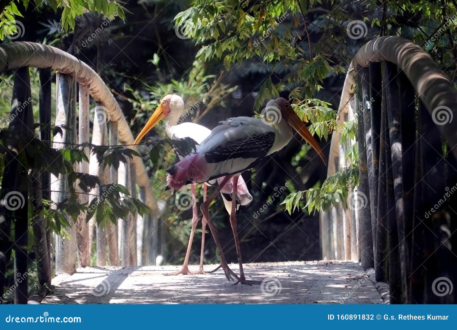 Indian Open Billed Storks stock photo. Image of forest - 160891832
