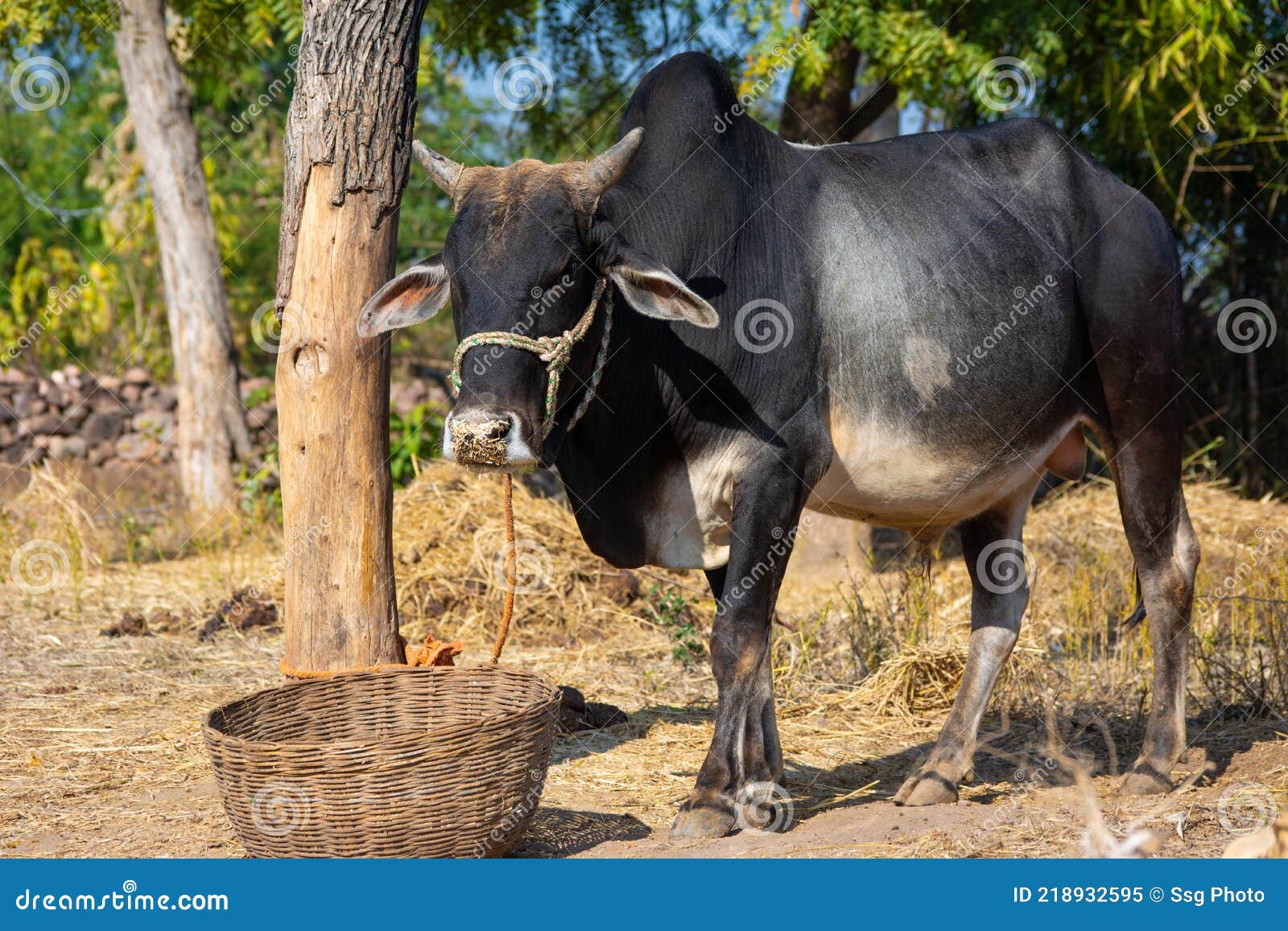 Indian ox on a farm. stock image. Image of domestic - 218932595
