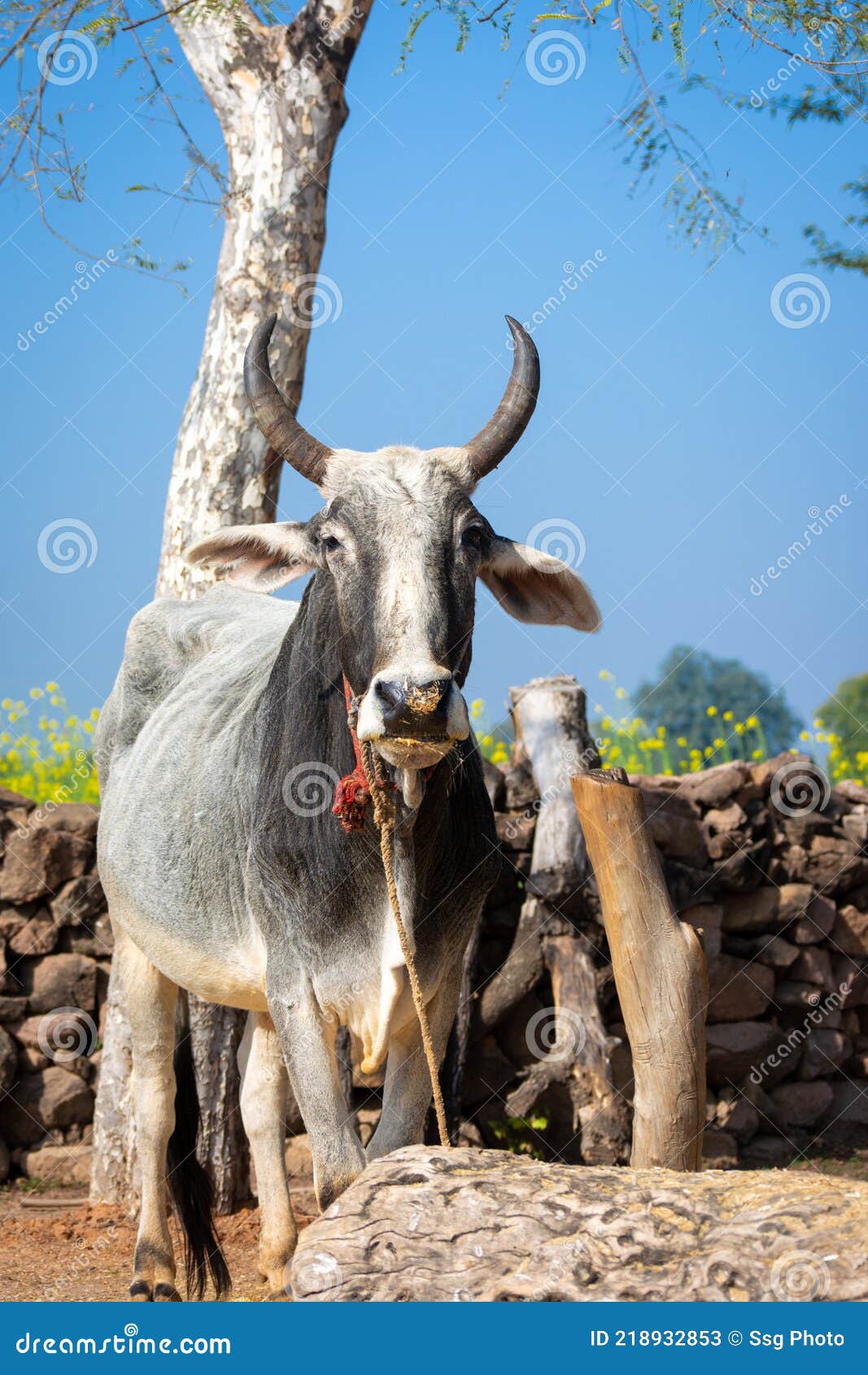 Indian ox on a farm. stock image. Image of farming, asian - 218932853