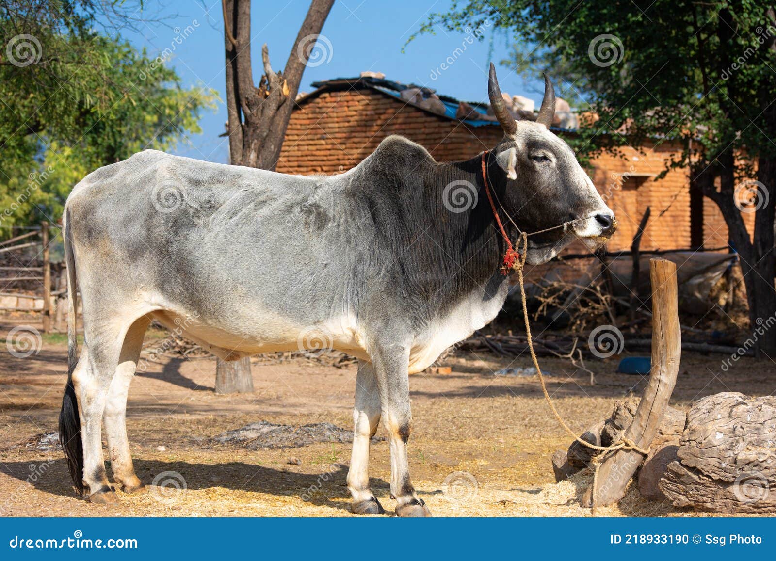 Indian ox on a farm. stock photo. Image of head, agriculture - 218933190