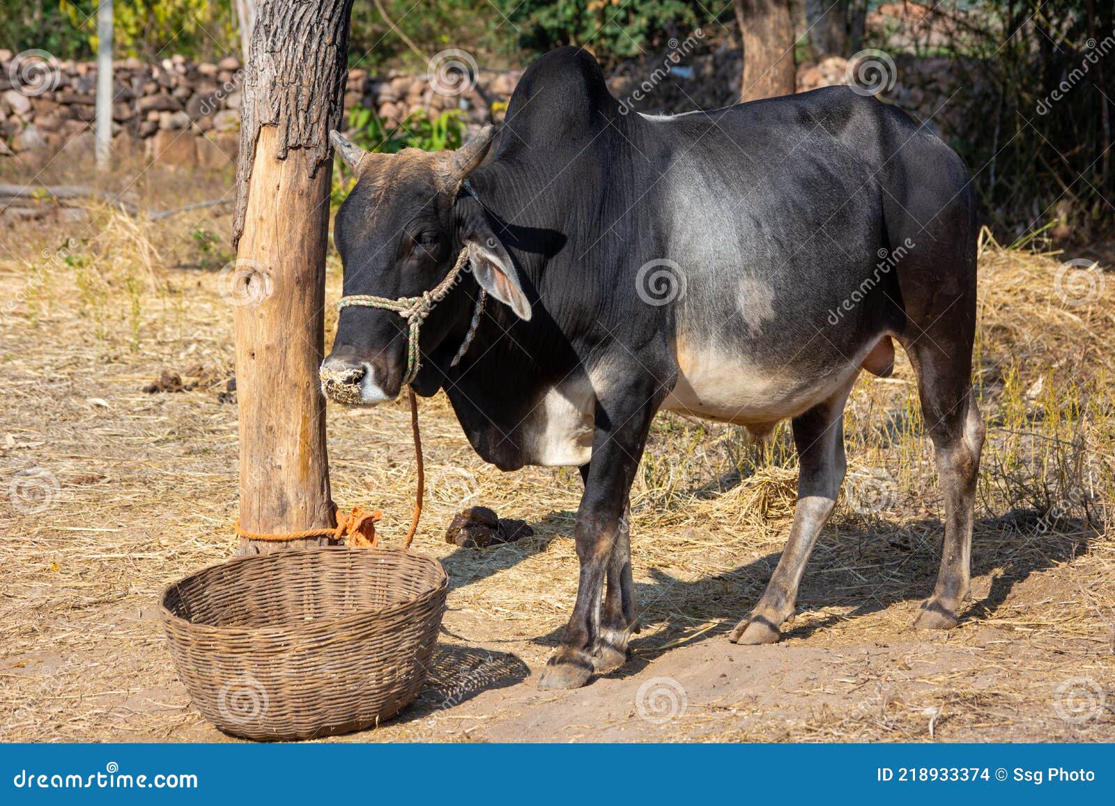 Indian ox on a farm. stock photo. Image of farming, farmland - 218933374