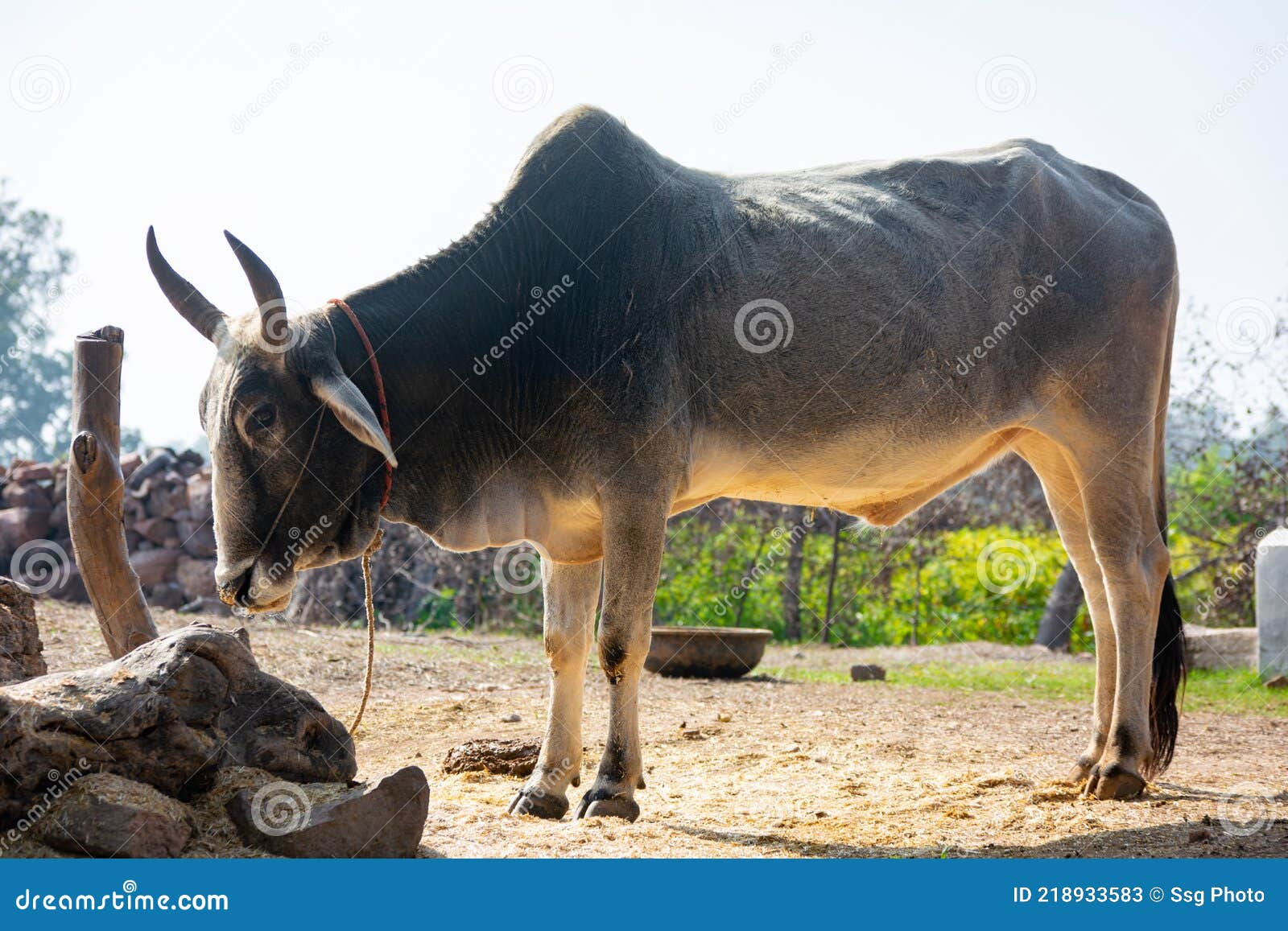 Indian ox on a farm. stock image. Image of background - 218933583