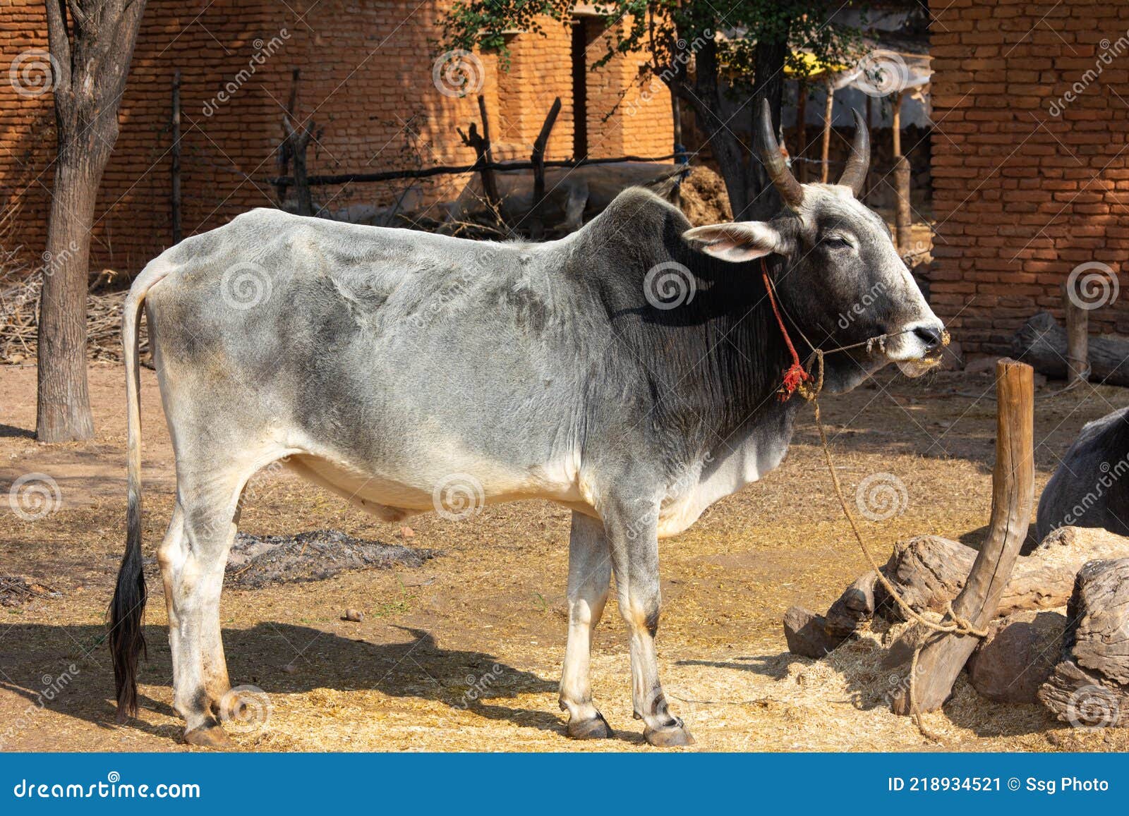 380 Indian Ox Stock Photos - Free & Royalty-Free Stock Photos from ...