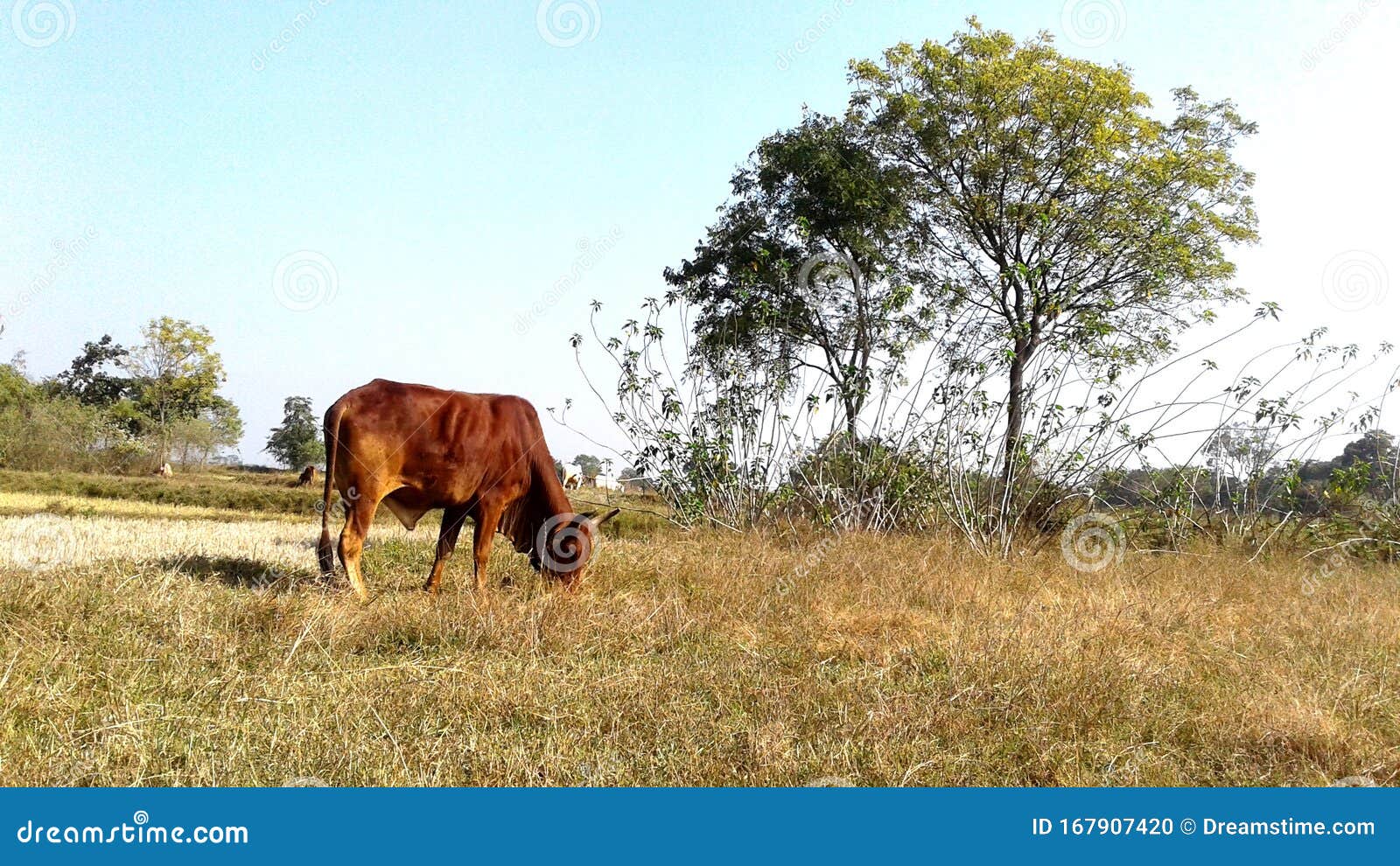 An Indian ox is feeding stock photo. Image of cutting - 167907420