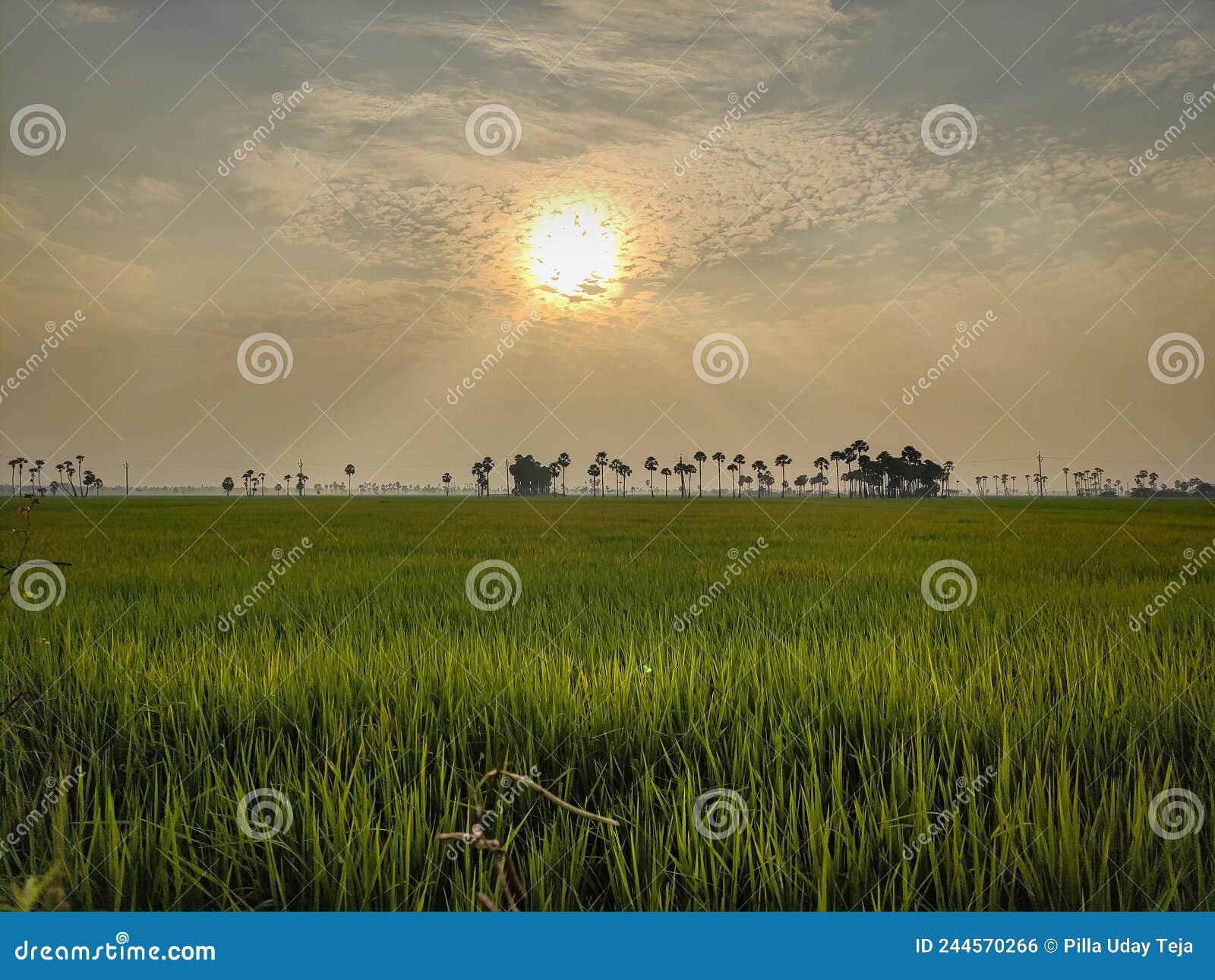 Indian Paddy Fields during Sunset Stock Photo - Image of sunset ...