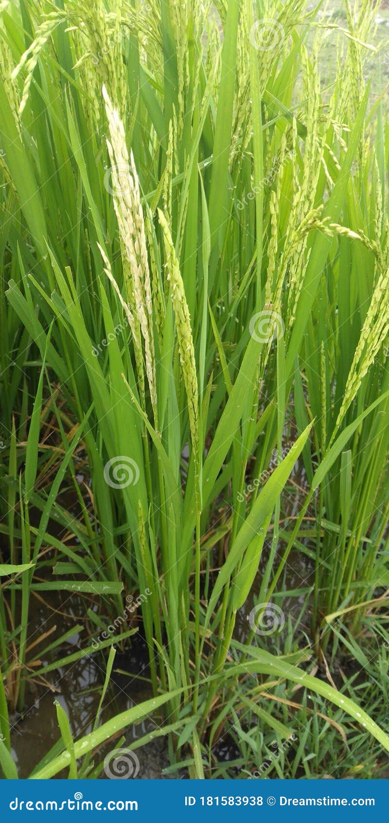 Indian Paddy Fields Paddy Tree Stock Photo - Image of cure, tree: 181583938