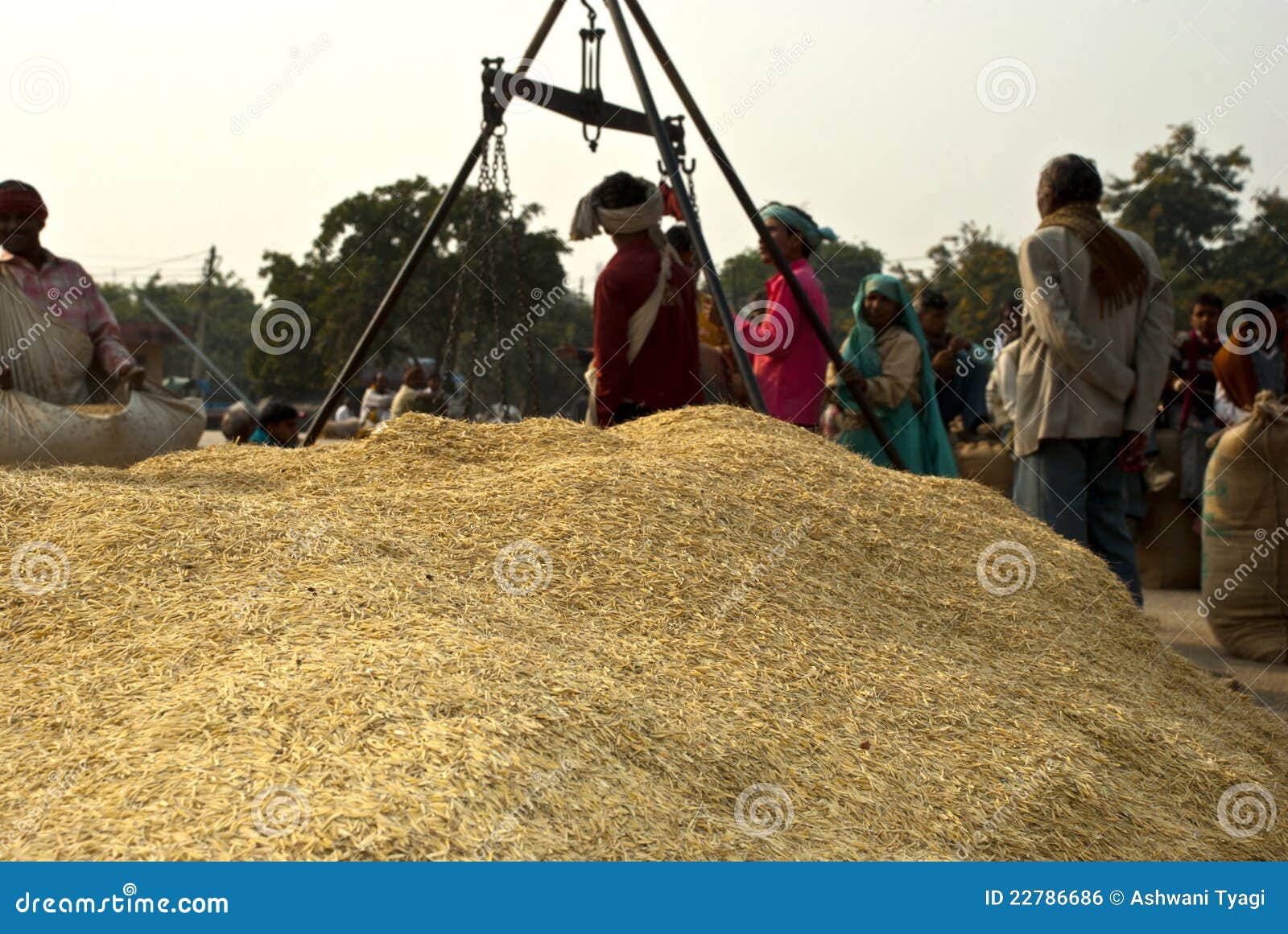 Indian paddy market editorial photo. Image of cuisine - 22786686