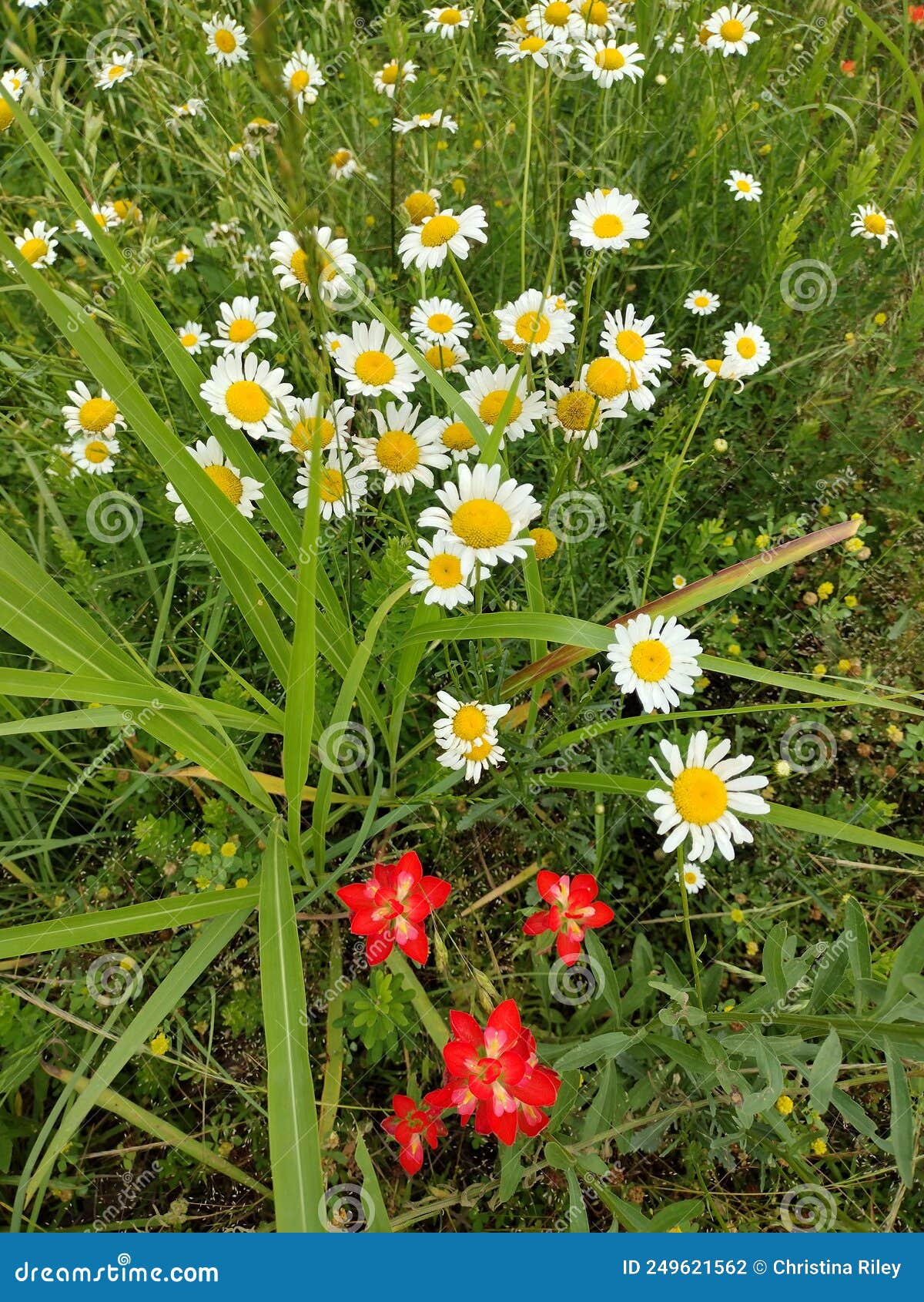 Indian Paintbrush Dipped in Red Stock Photo - Image of prairie, herb ...