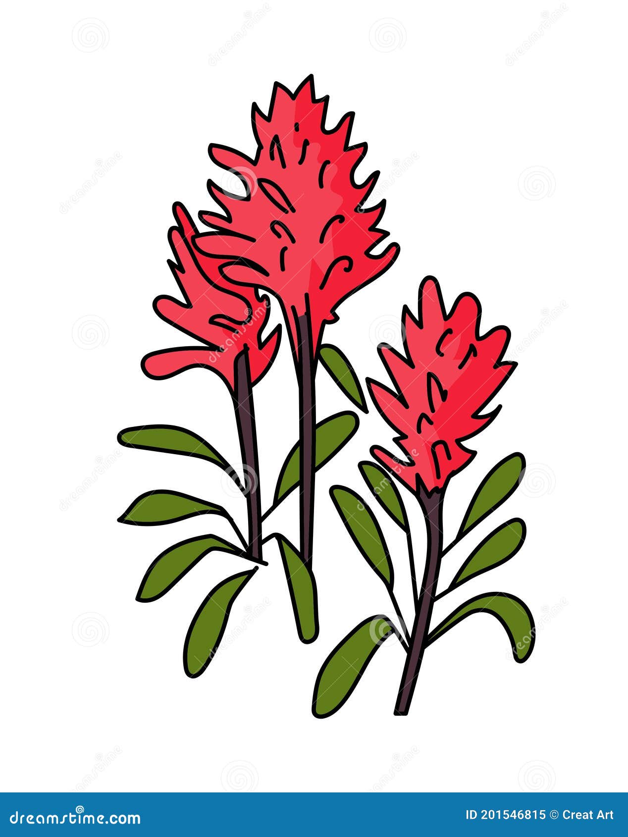 Indian Paintbrush Flower Illustration Vector Isolated Stock Vector ...