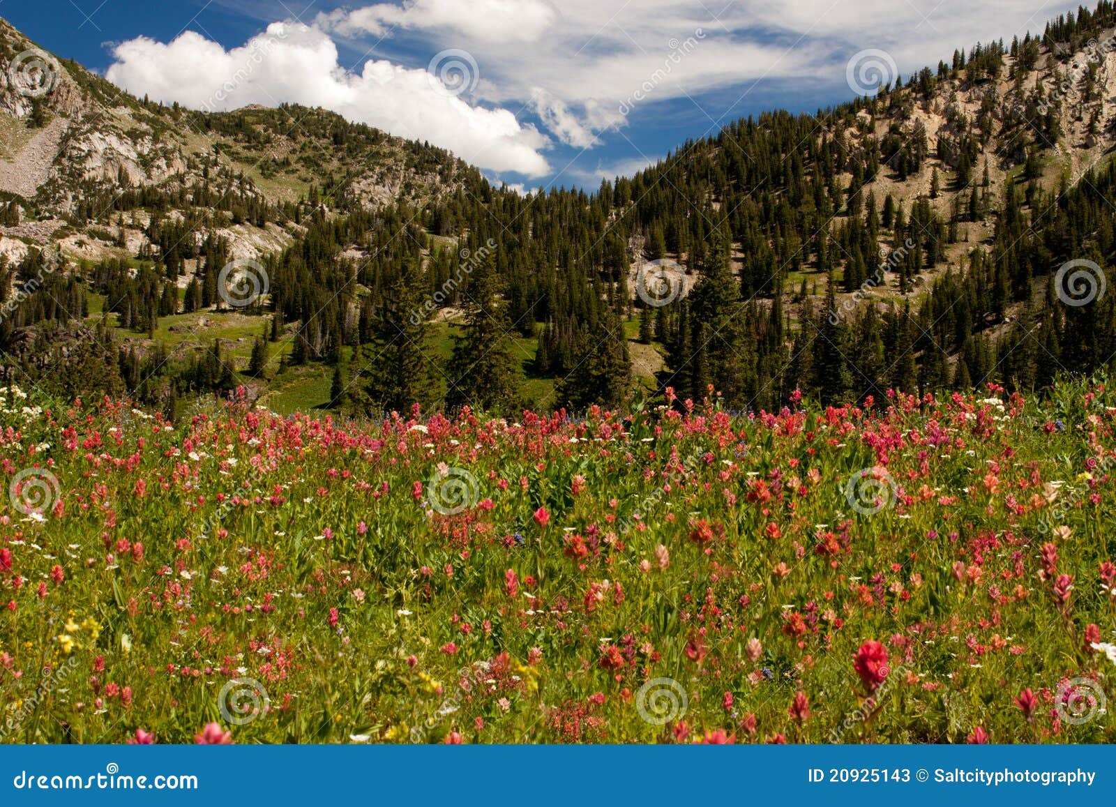Indian Paintbrush Landscape Stock Image - Image of summertime, basin ...