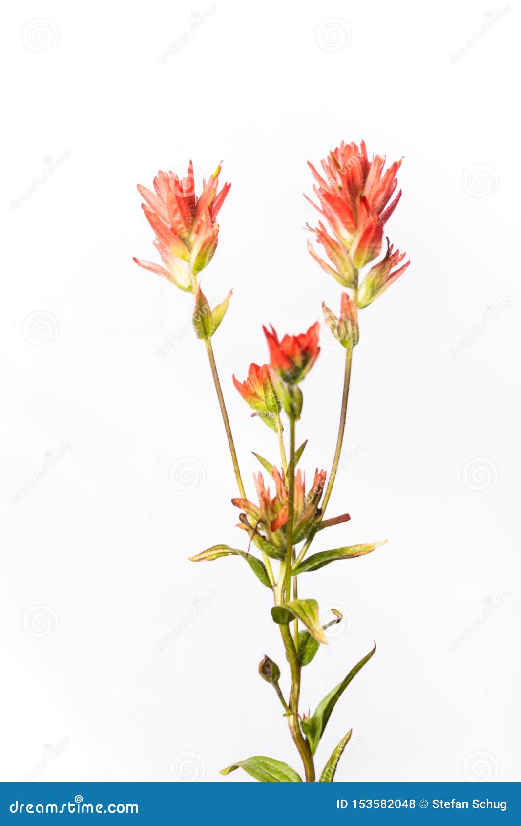 Indian Paintbrush on White stock photo. Image of meadow - 153582048