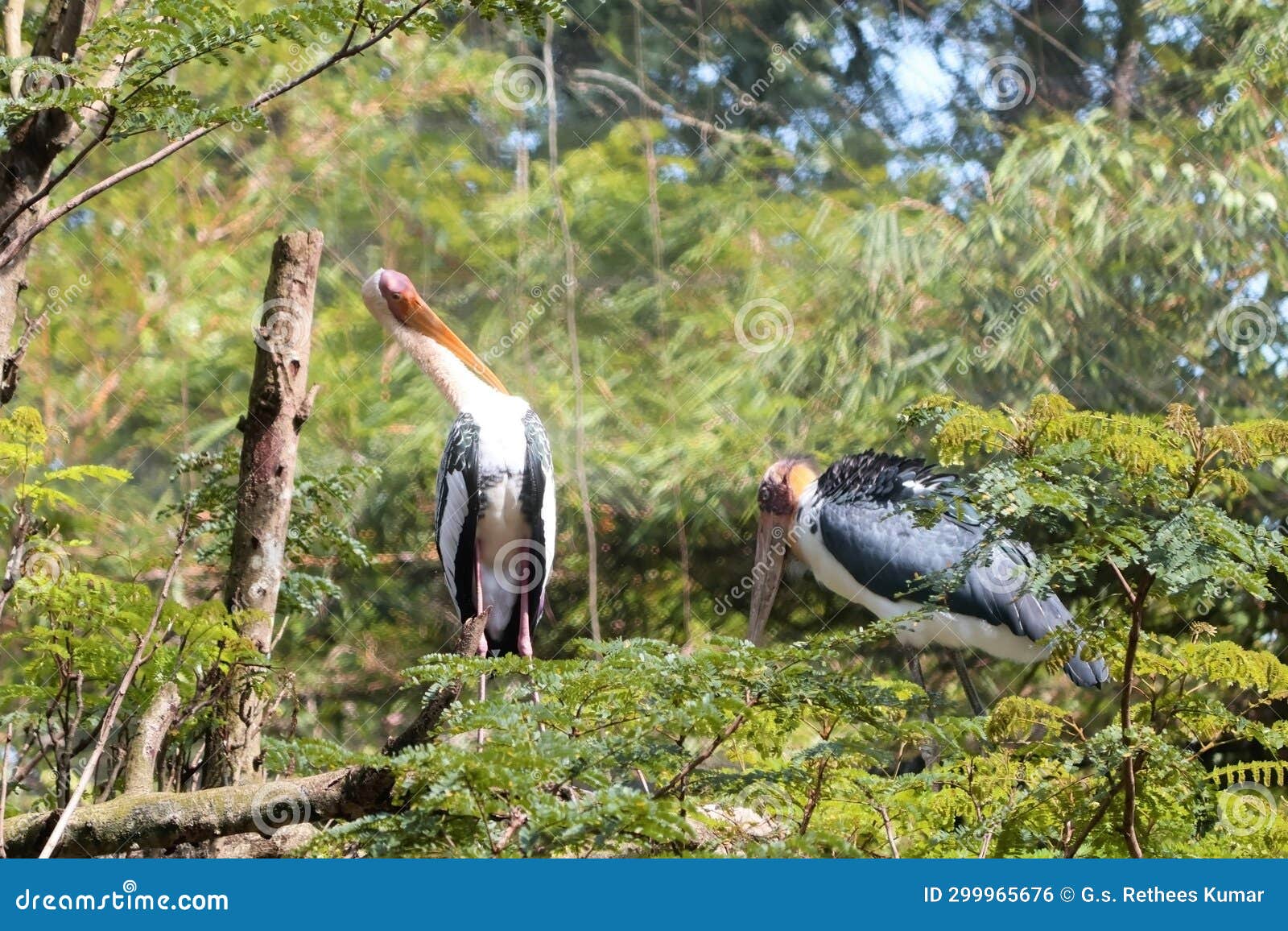 Indian Painted Storks stock photo. Image of wild, wildlife - 299965676