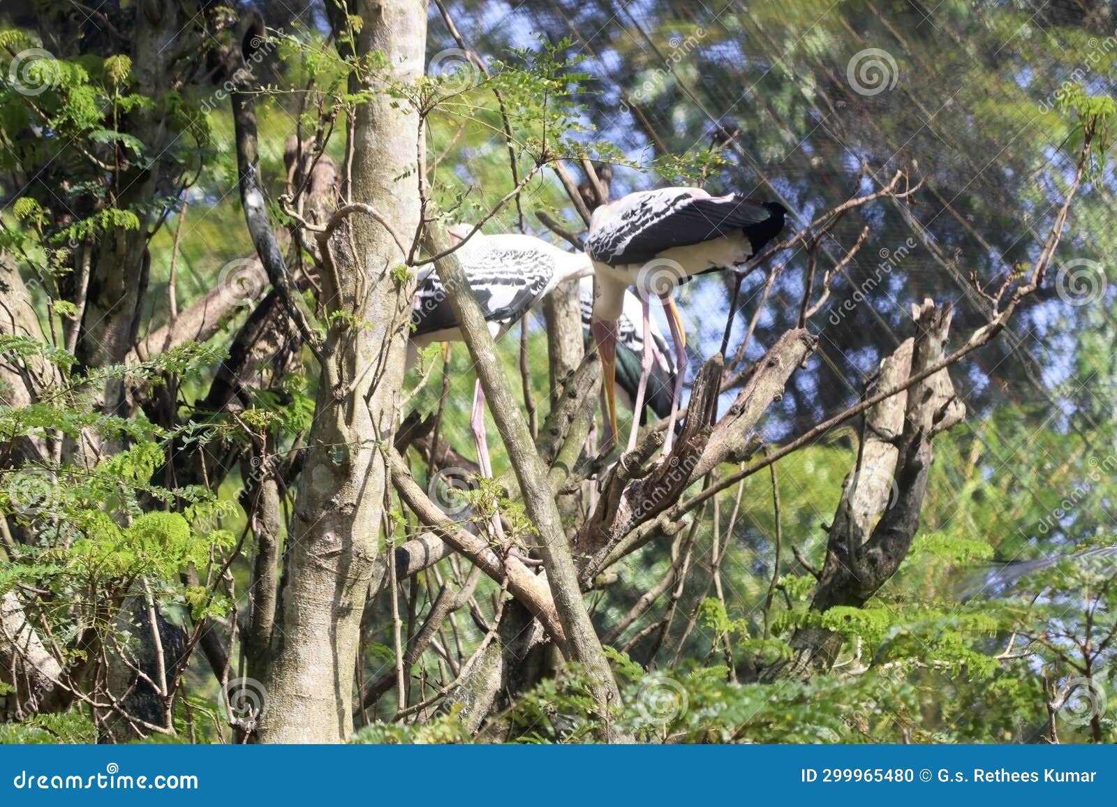 Indian Painted Storks stock photo. Image of wildlife - 299965480
