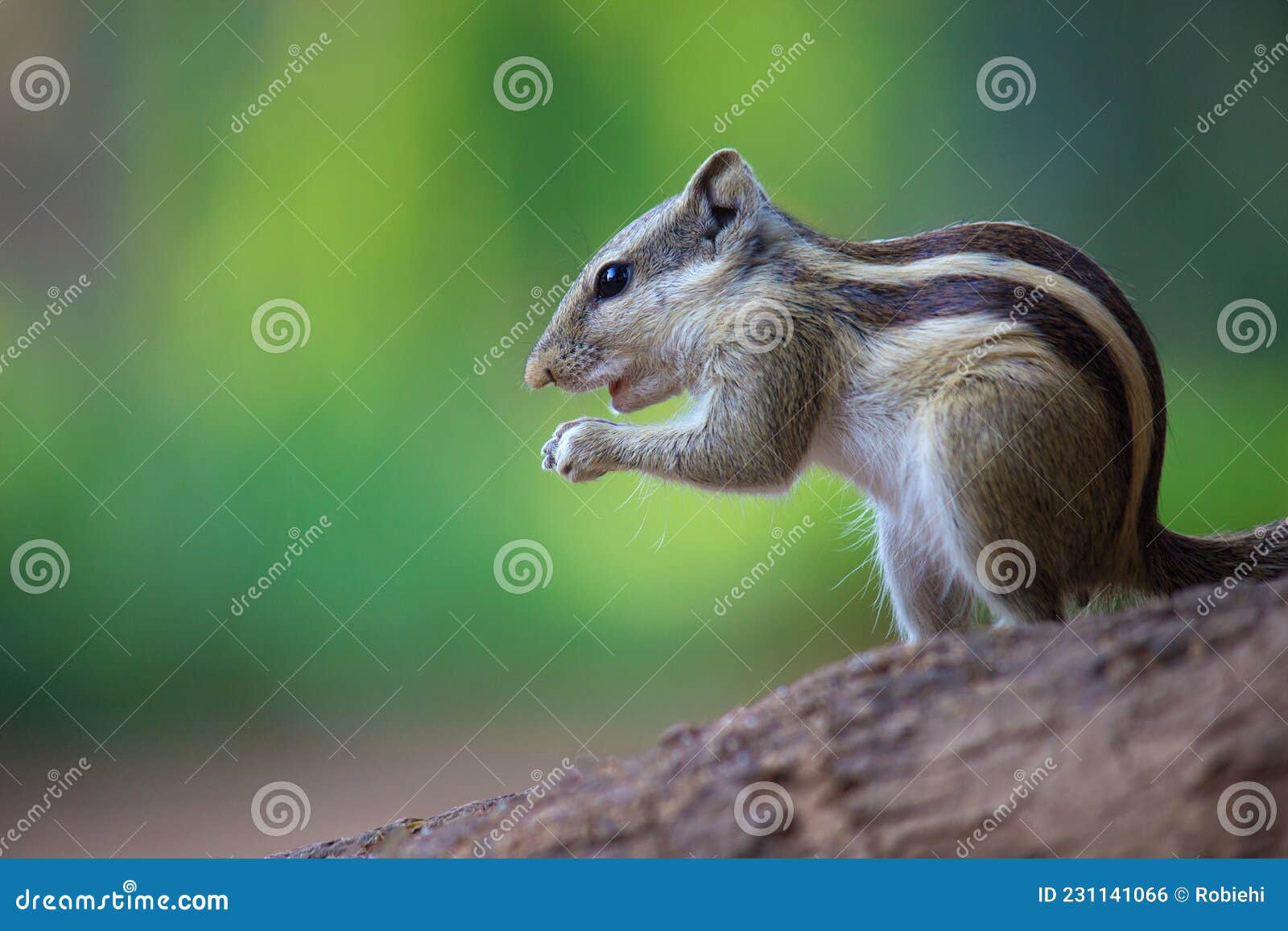 The Indian Palm Squirrel Also Known As the Chipmunk, Posing Sideways To ...