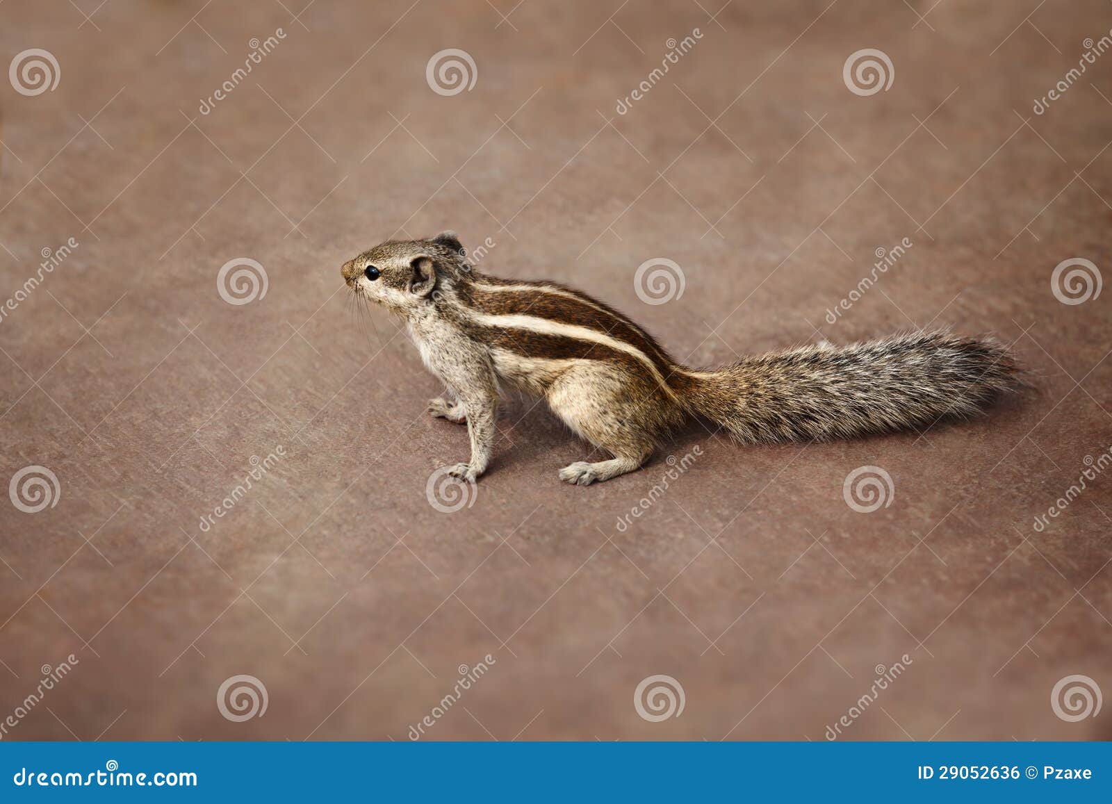 1,111 Indian Chipmunk Stock Photos - Free & Royalty-Free Stock Photos ...