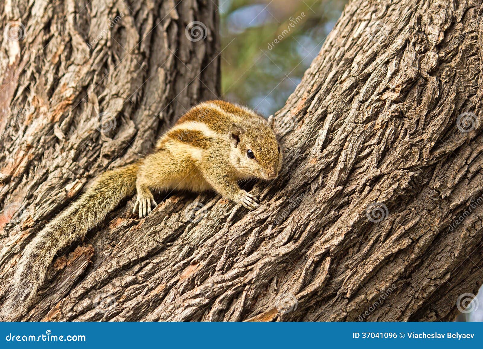 Indian Palm Squirrel (Funambulus Palmarum) Stock Photo - Image of ...