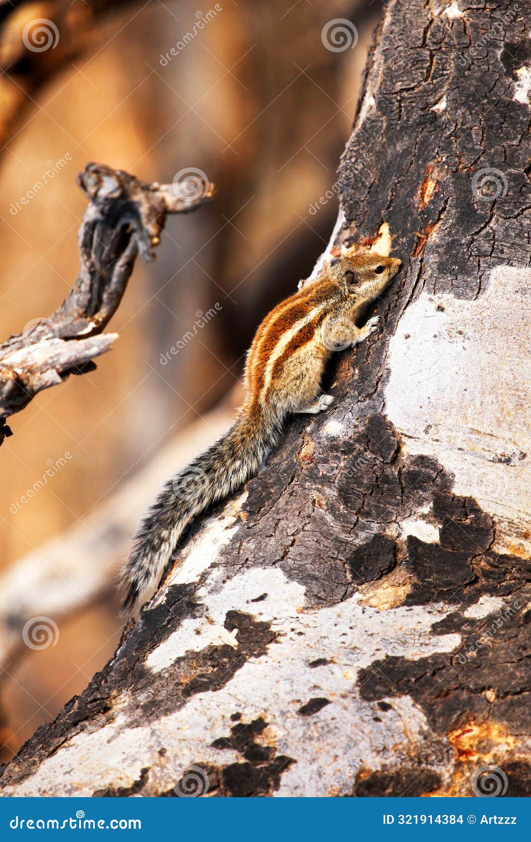 Indian palm squirrel stock photo. Image of tropic, bole - 321914384