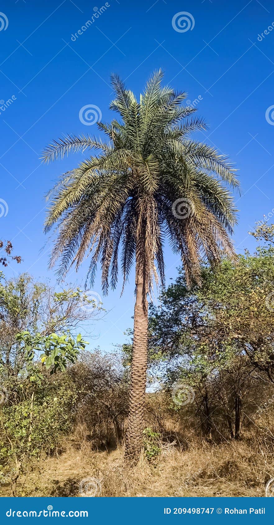 Indian Palm Trees in Jungal Stock Image - Image of leaf, tropics: 209498747