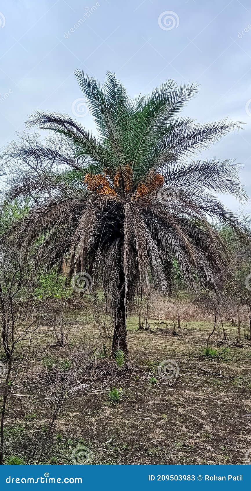 Indian Palm Trees in Jungal Stock Image - Image of food, evergreen ...