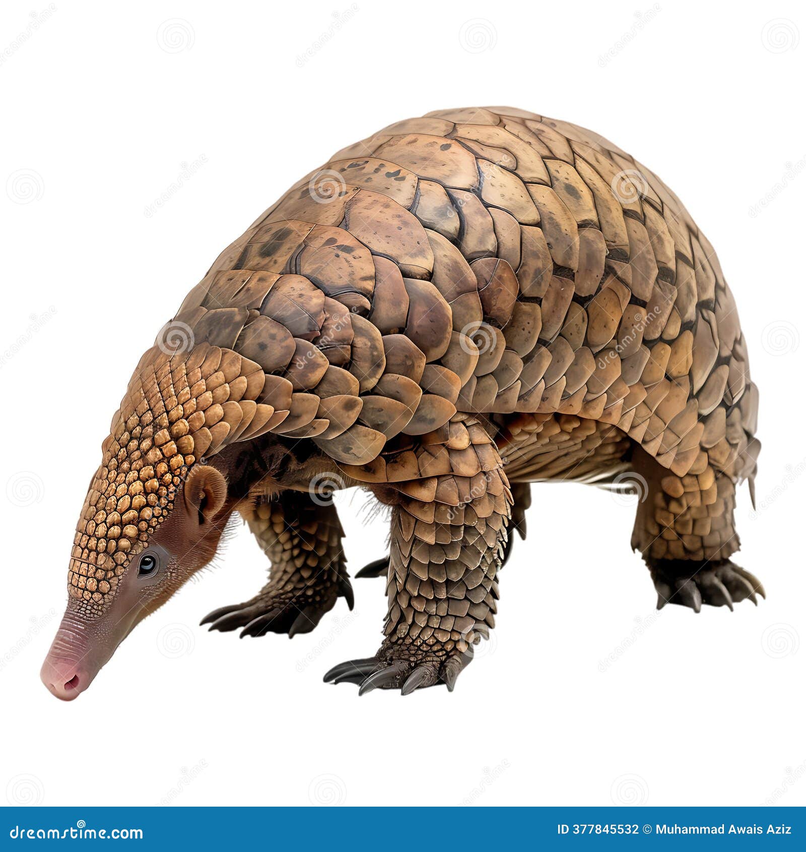 Indian Pangolin Or Anteater Manis Crassicaudata One Of The Most ...