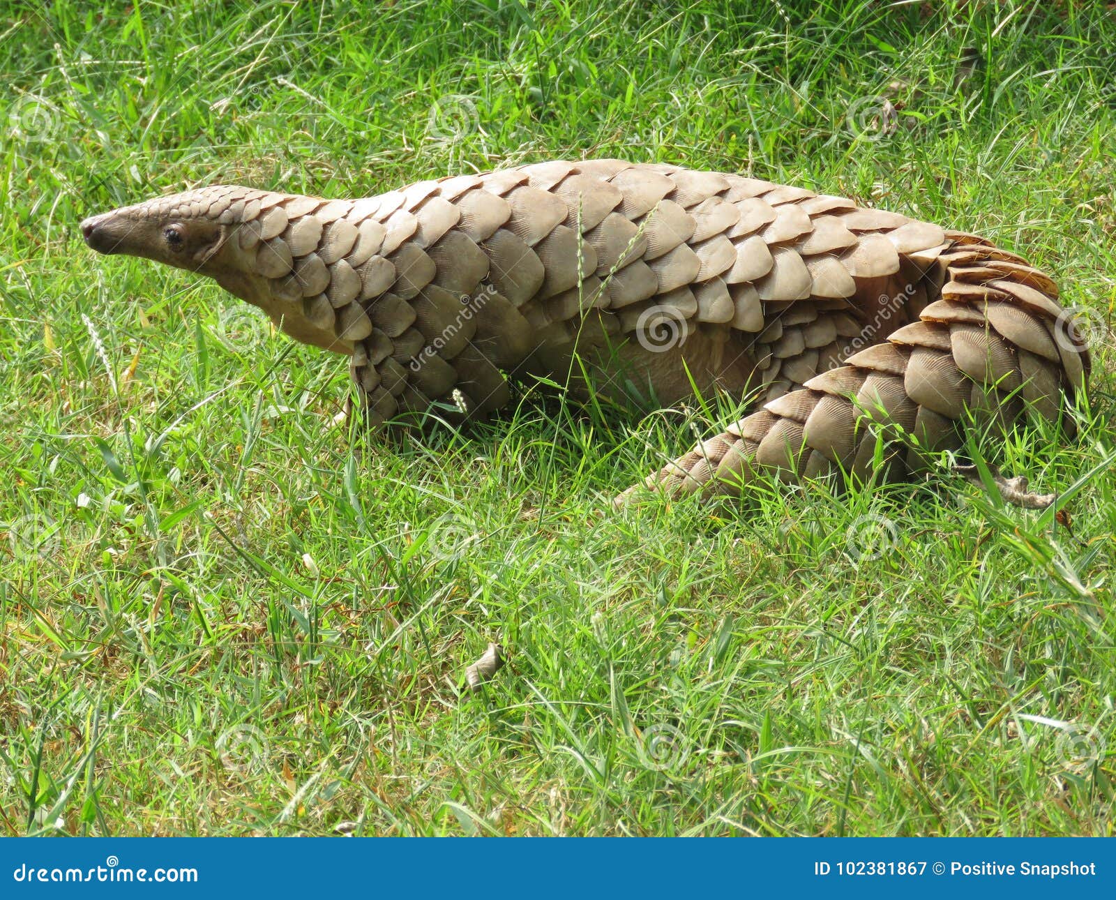 The Indian Pangolin Royalty-Free Stock Image | CartoonDealer.com #102381766
