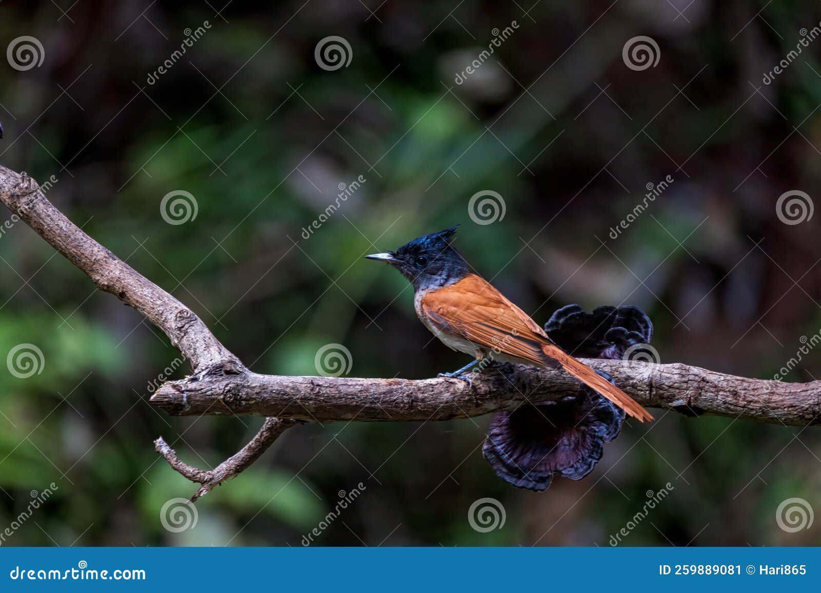 Indian Paradise Flycatcher stock image. Image of head - 259889081