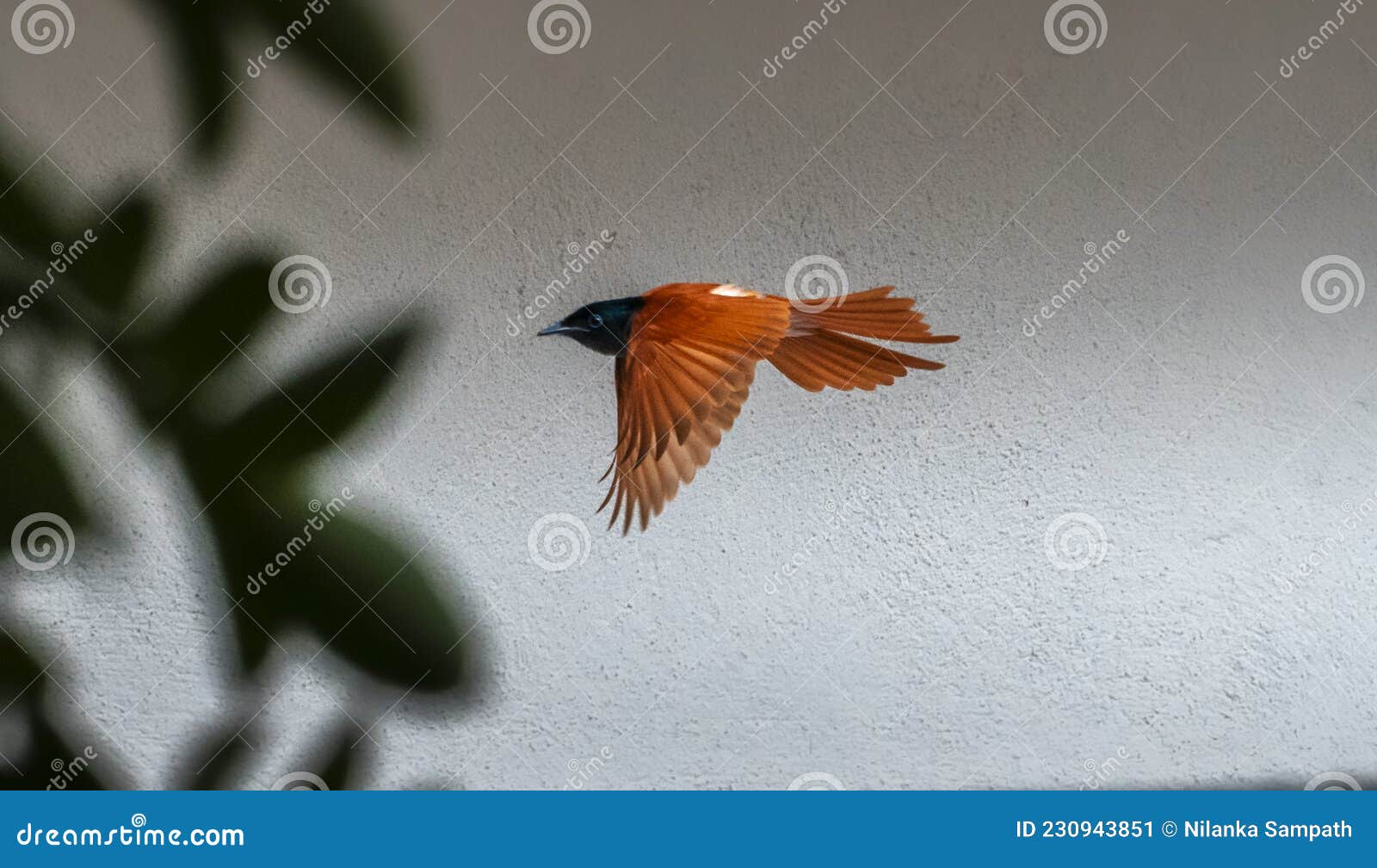 Indian Paradise Flycatcher Bird in Flight Against a White Wall Stock ...