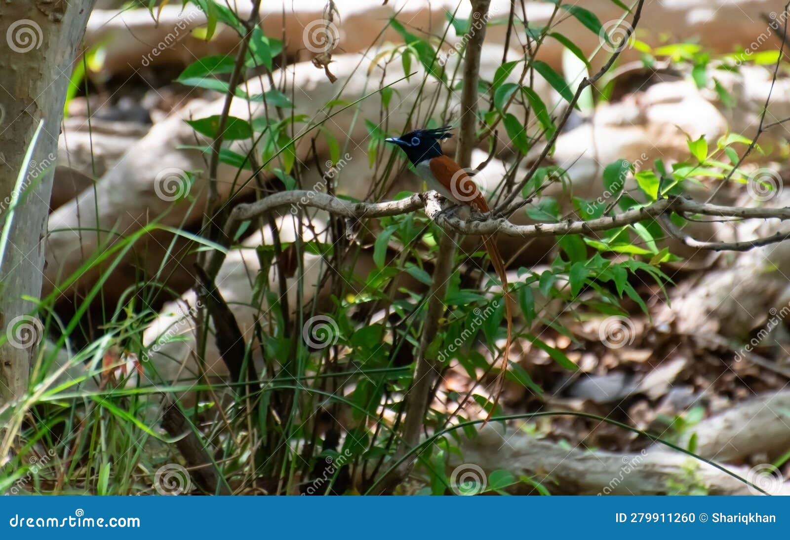 Indian Paradise Flycatcher Terpsiphone Paradisi Perching on the Tree ...