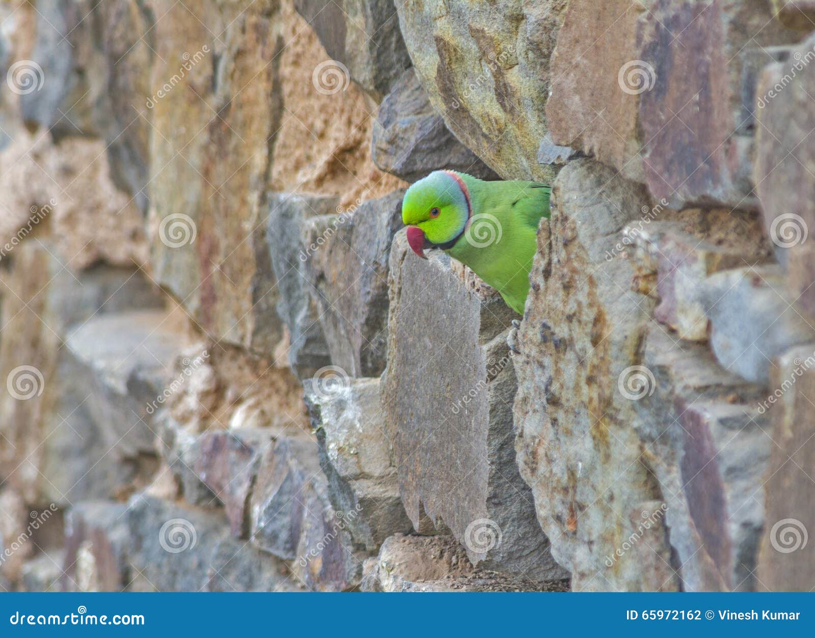 Indian parakeet stock photo. Image of stone, blur, wildlife - 65972162