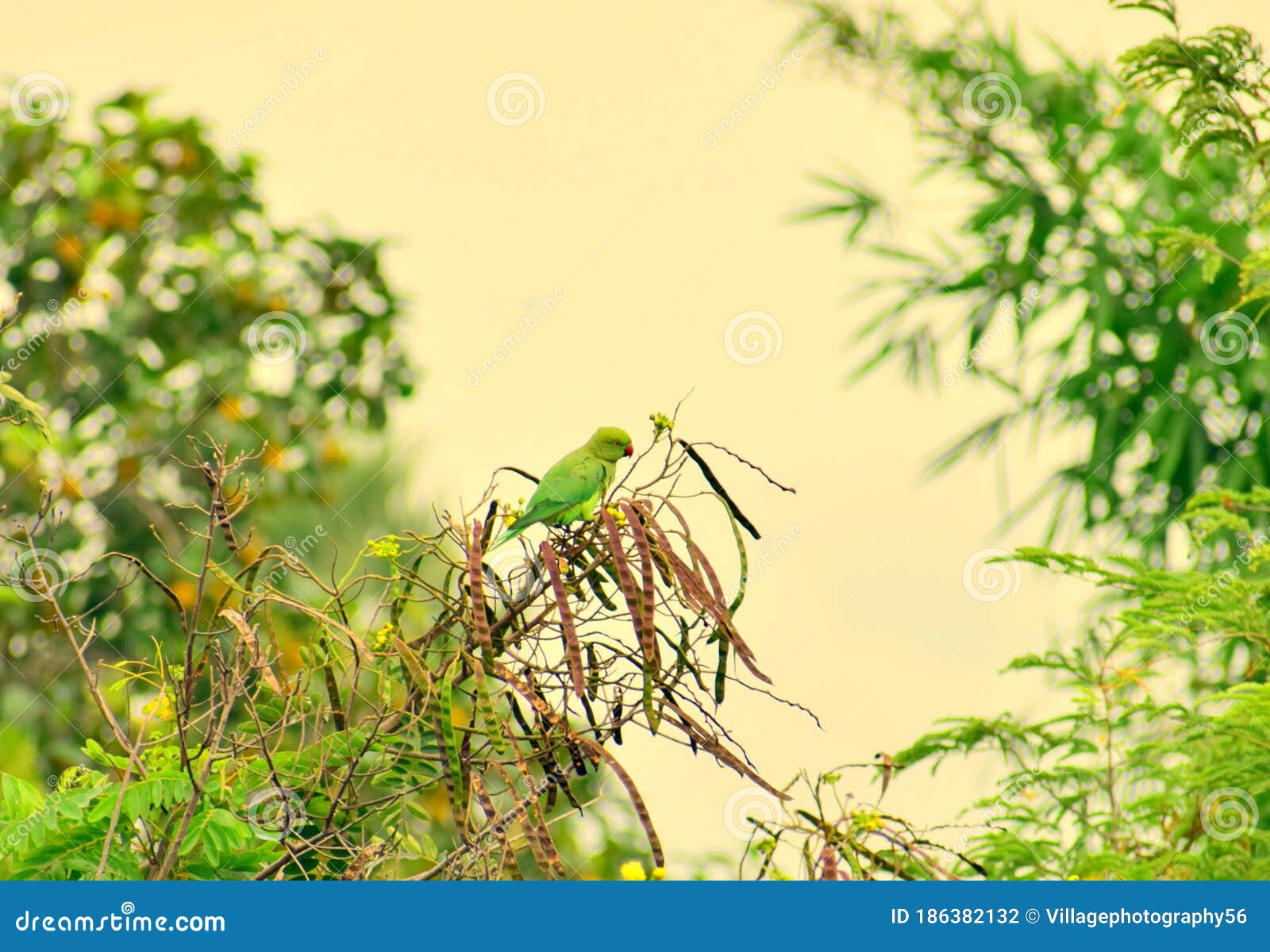 Indian Parakeet Sitting on a Tree Close Up from an Indian Jungle Stock ...