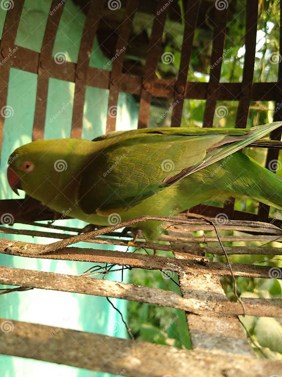 A Indian Parrot stock photo. Image of parr, parrot, indian - 196212044