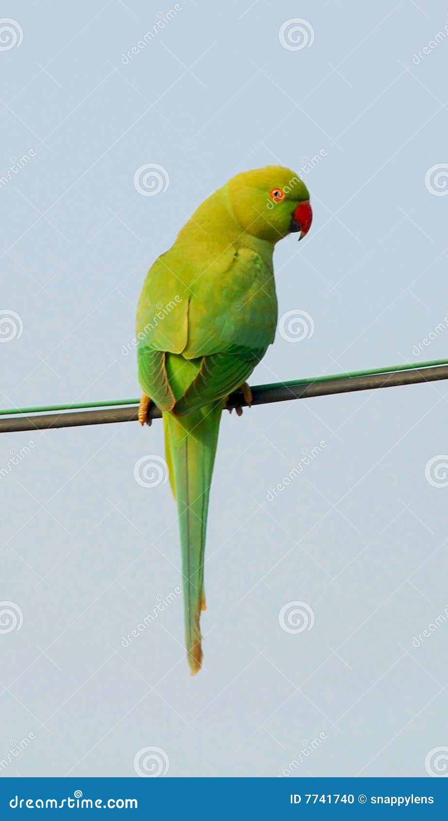 Indian Parrot stock photo. Image of wild, rest, animals - 7741740