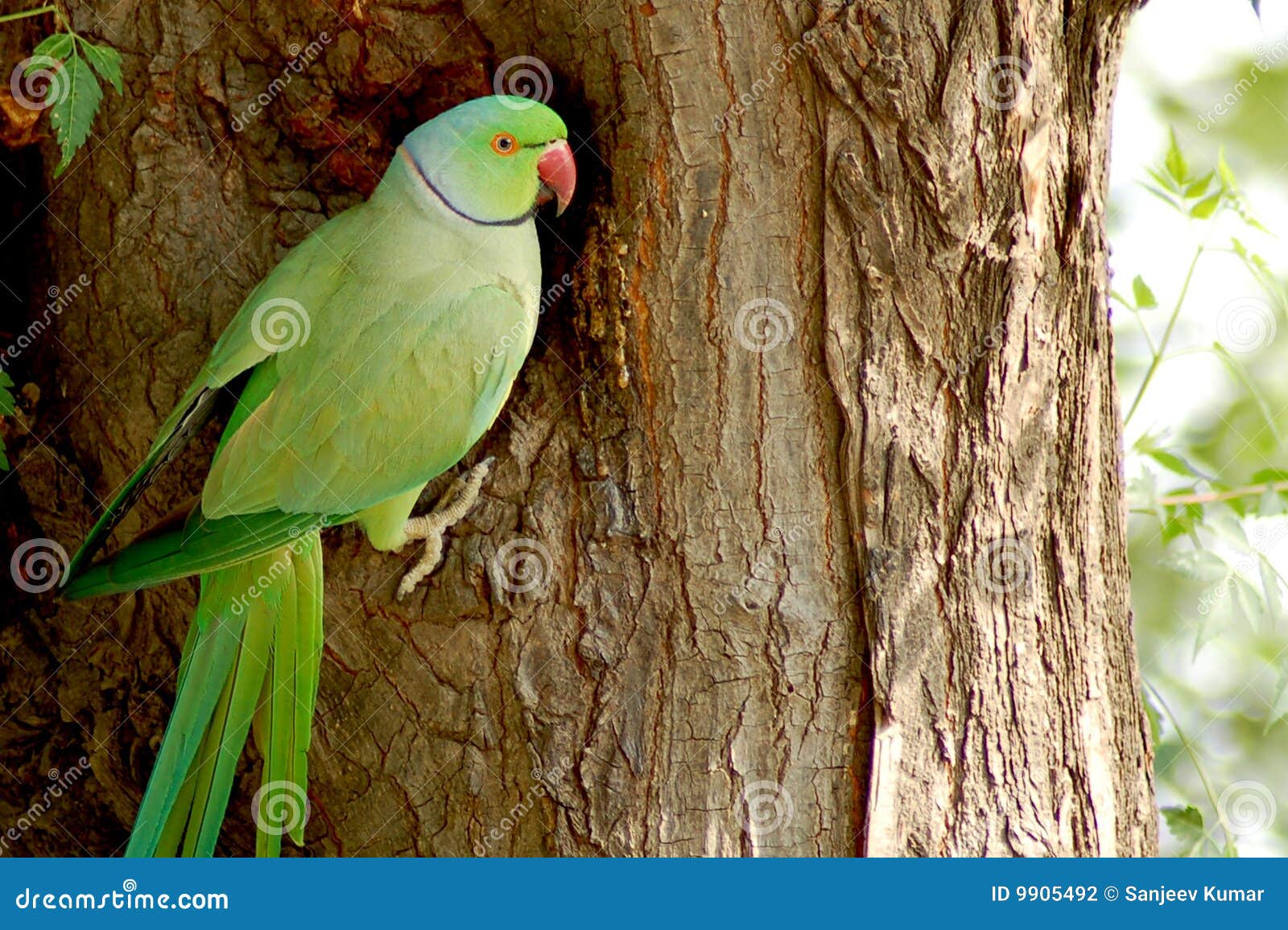 Indian parrot stock photo. Image of garden, mango, india - 9905492