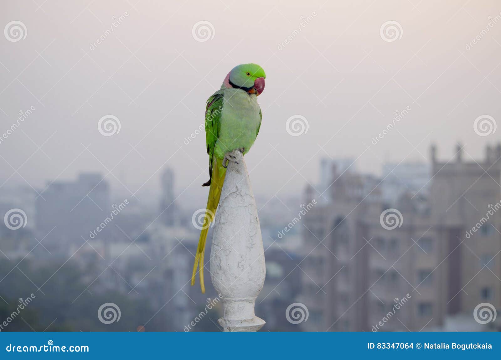Indian Parrot Annulate Sits on a Building Spike Stock Photo - Image of ...