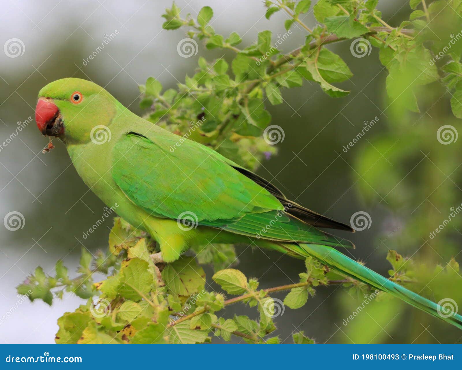 Indian Parrot Sitting On A Tree Branch Royalty-Free Stock Photography ...