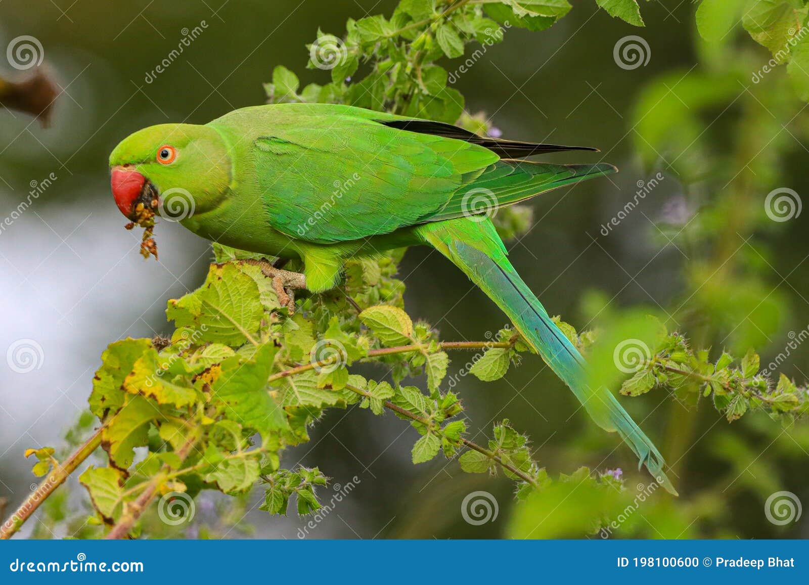 Indian Parrot eating time stock photo. Image of leaf - 198100600
