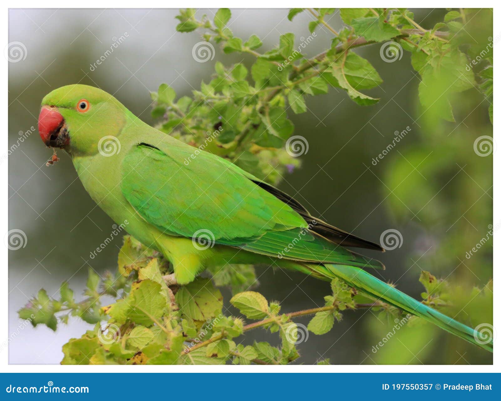 Indian Parrot in forest stock image. Image of finch - 197550357