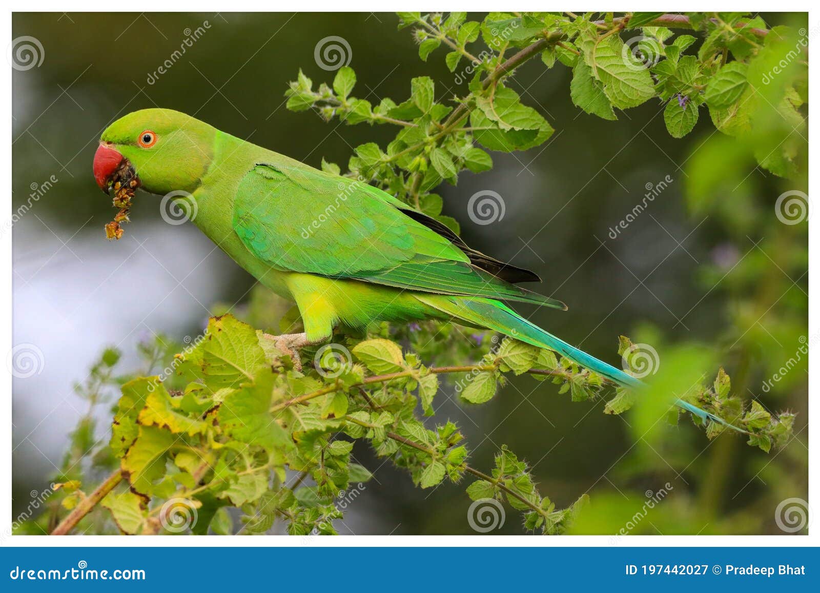 Indian Parrot in forest stock image. Image of wildlife - 197442027