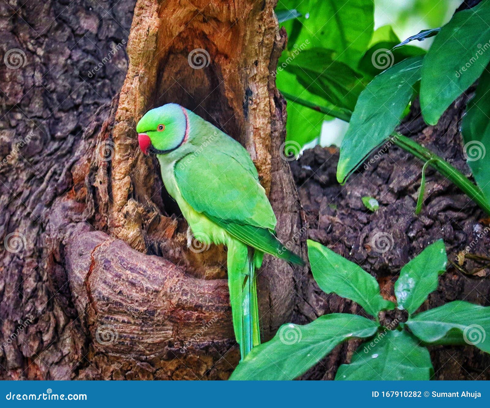 Indian Parrot Sitting On A Tree Branch Royalty-Free Stock Photography ...