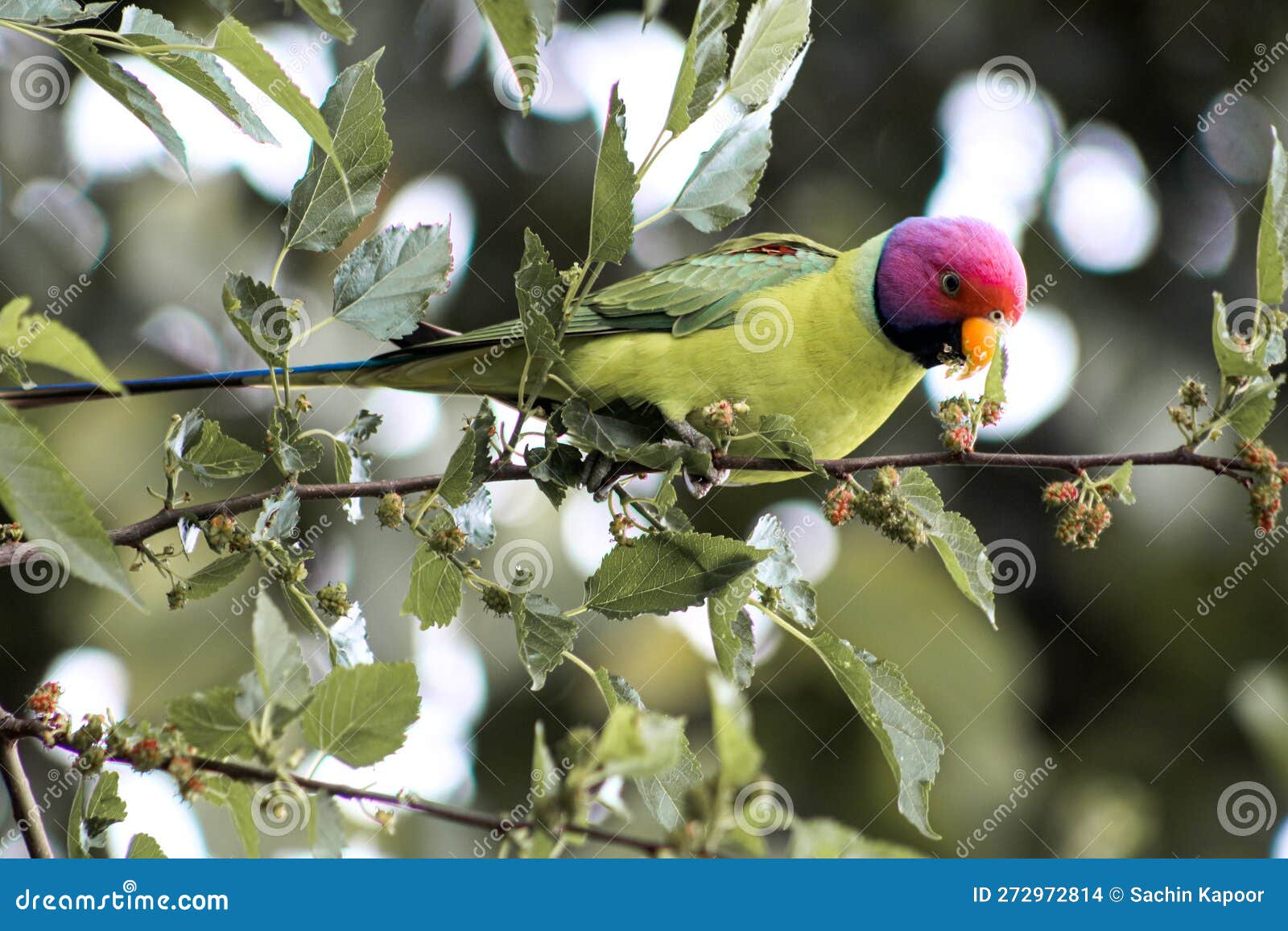 Indian Parrot at Tree in India Stock Photo - Image of tree, india ...