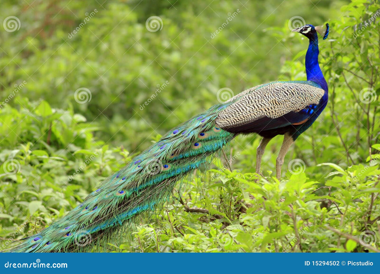 Indian peacock stock photo. Image of colorful, pretti - 15294502