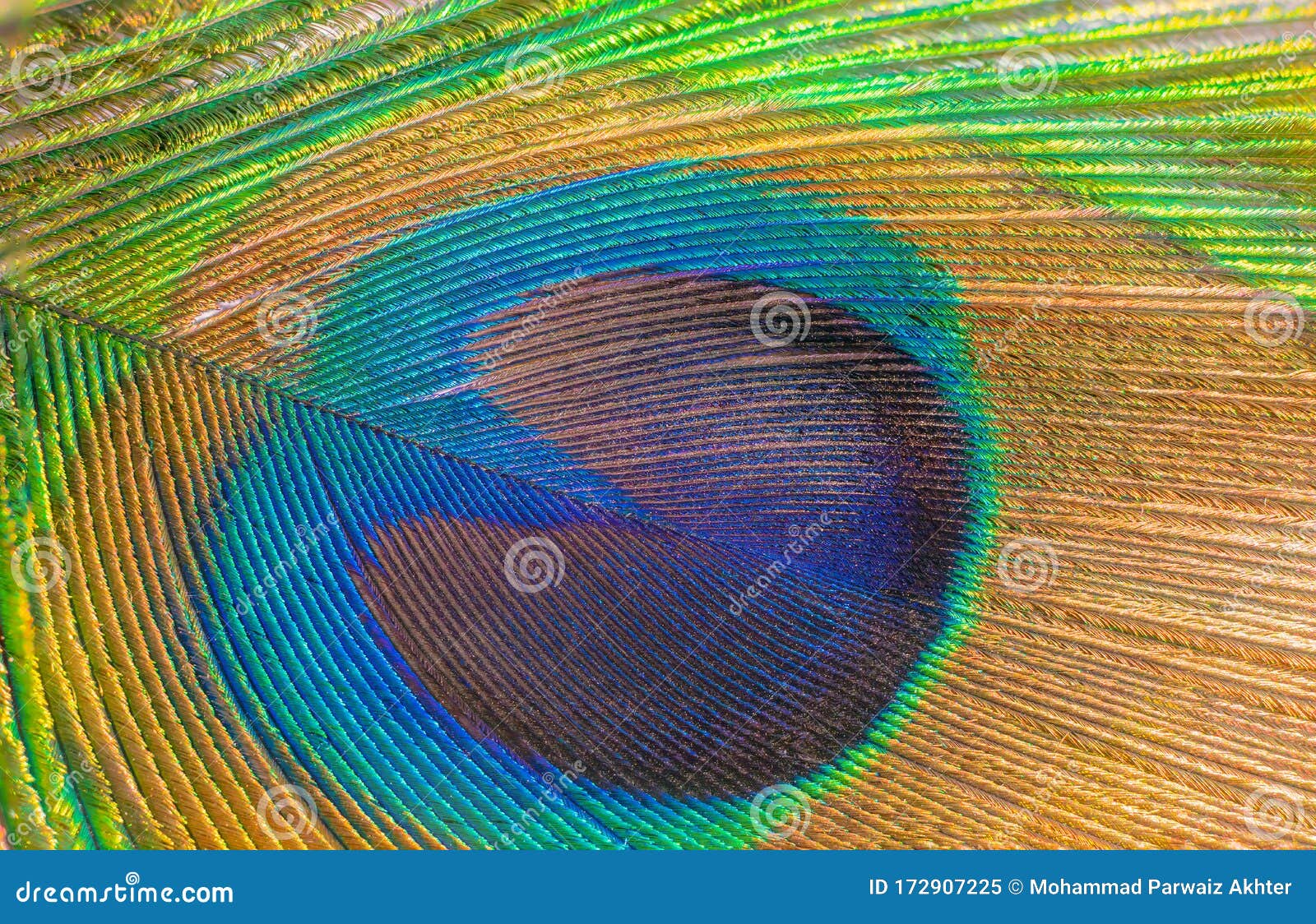 Indian Peacock Colorful Tail Textures and Patterns Stock Image - Image ...