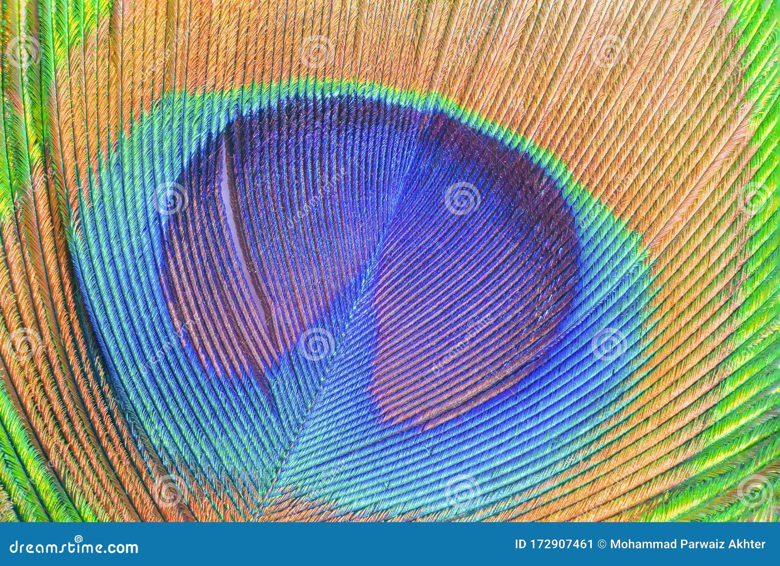 Indian Peacock Colorful Tail Textures and Patterns Stock Image - Image ...