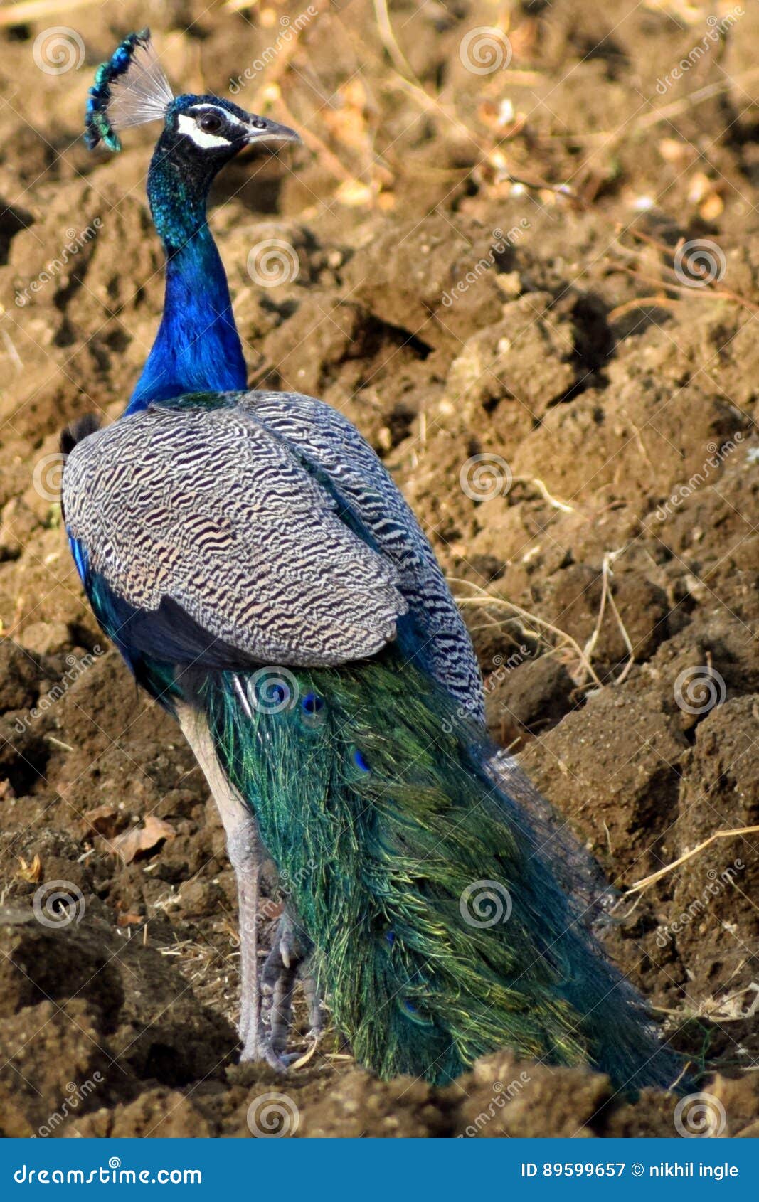 Male Indian Peafowl, Blue Peafowl Stock Image - Image of bird, nature ...