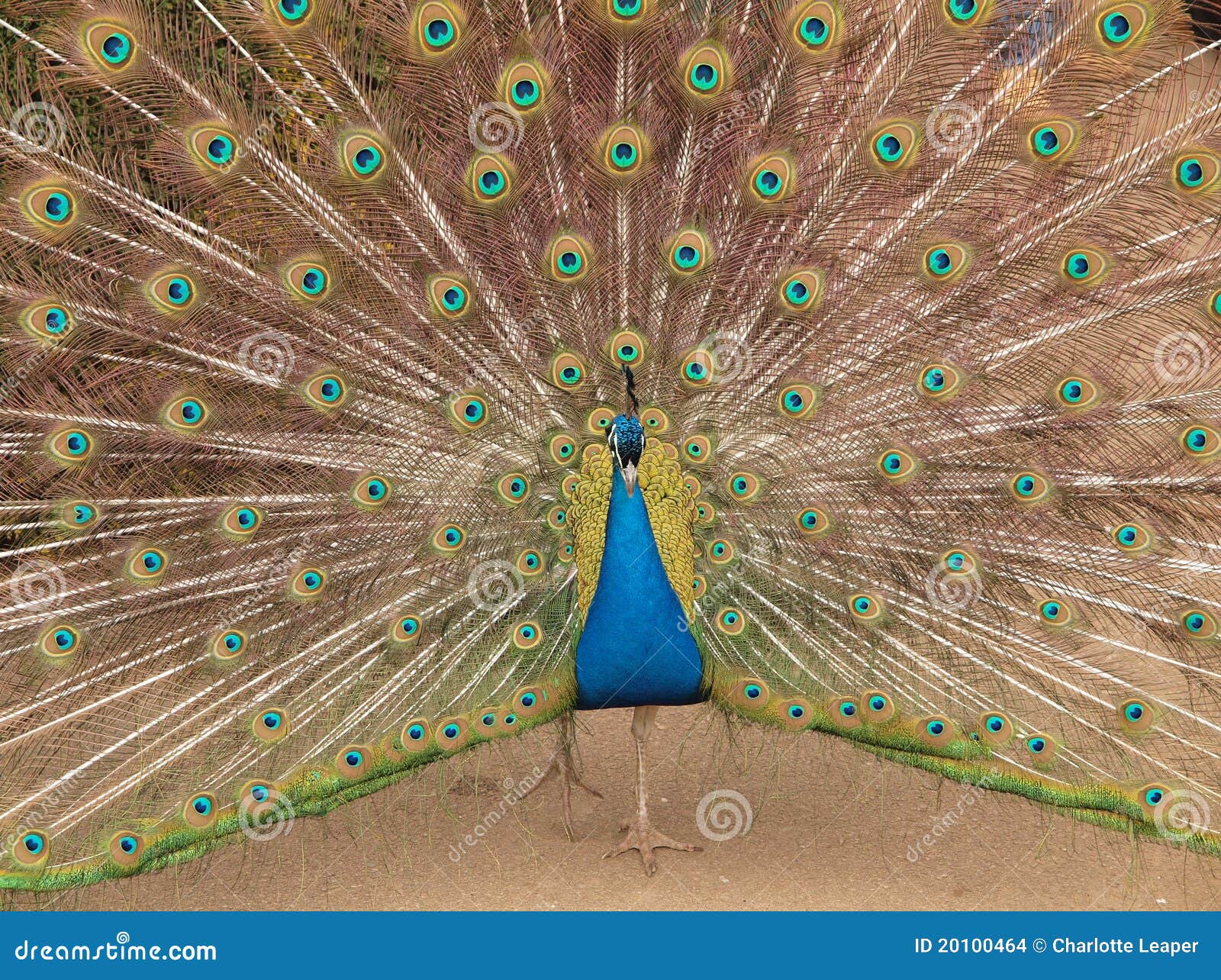 Indian Peacock Displaying Colours Stock Photo - Image of colorful ...